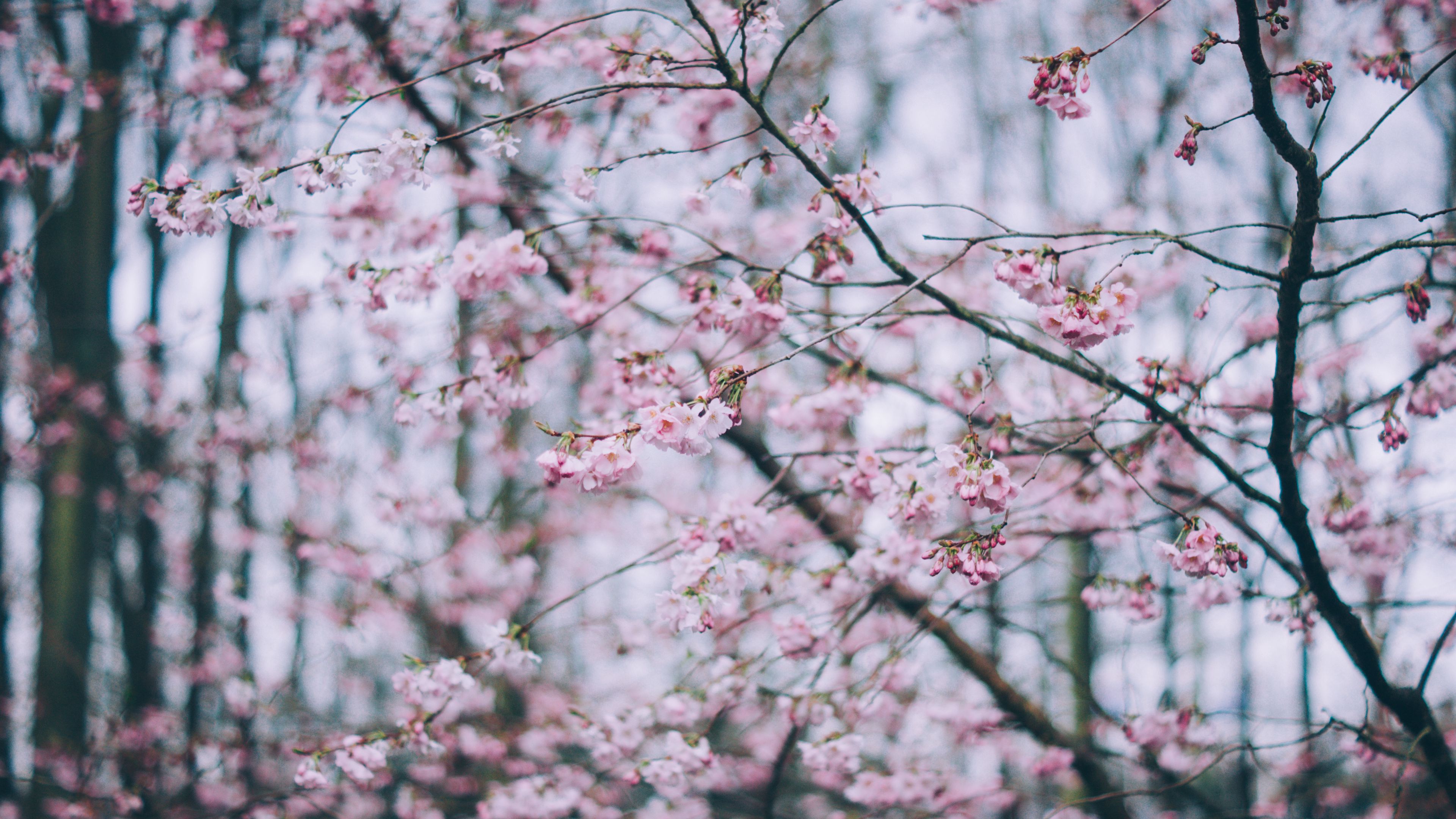 Download wallpaper 3840x2160 flowering, spring, branches, flowers 4k ...