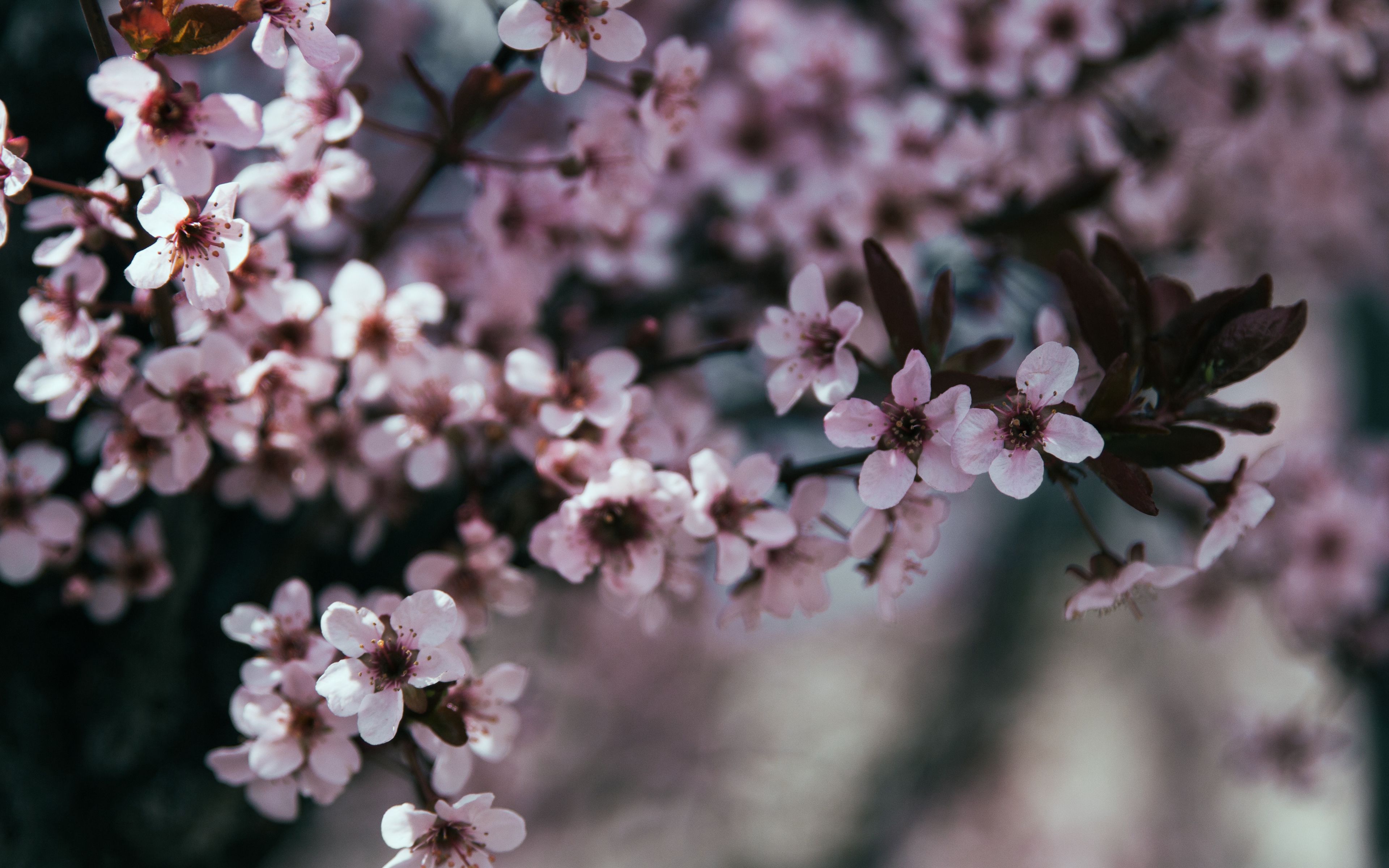 Download wallpaper 3840x2400 flowers, branch, bloom, spring 4k ultra hd ...