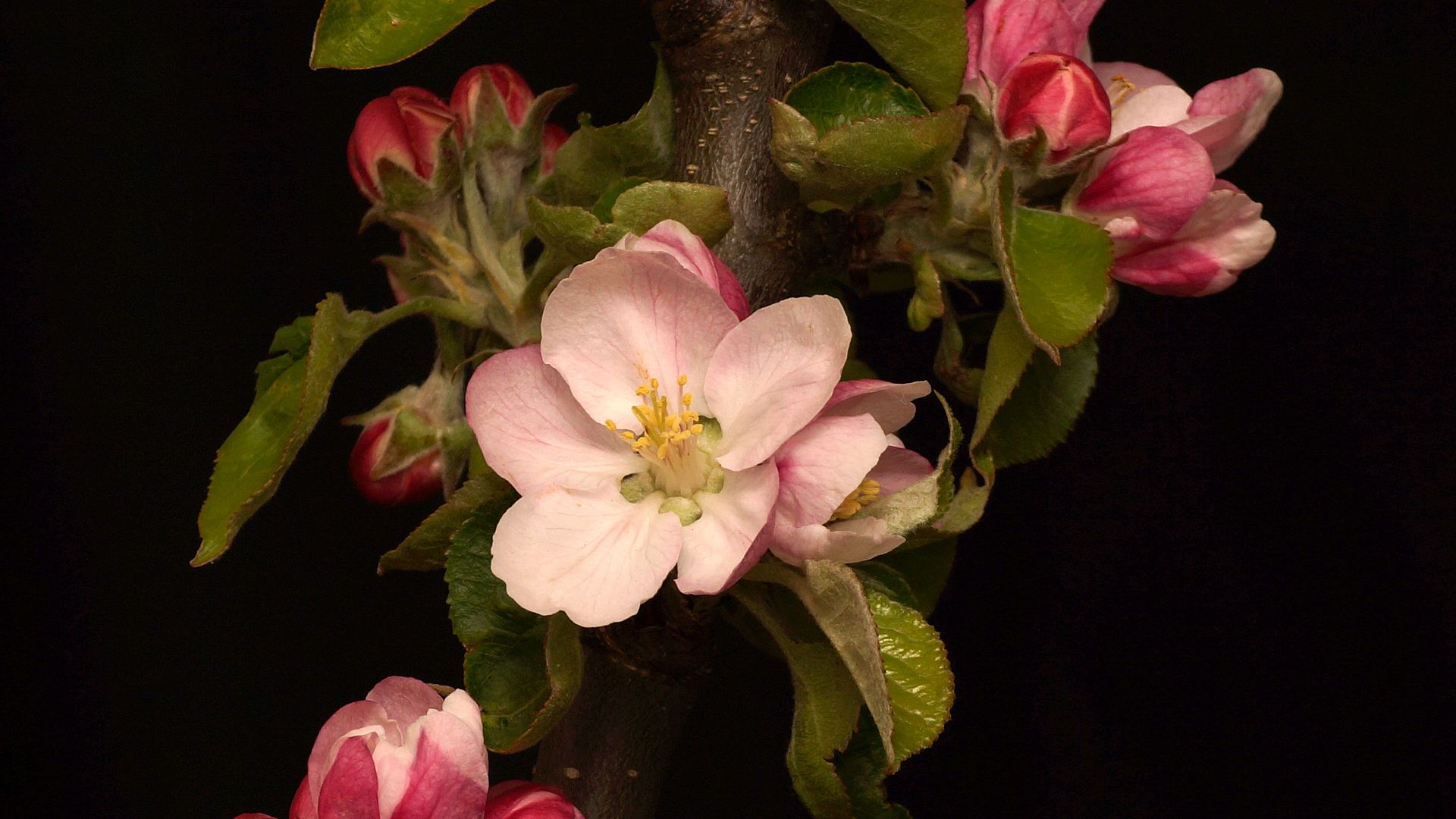 Download wallpaper 1920x1080 flowers, branch, bloom, black full hd ...