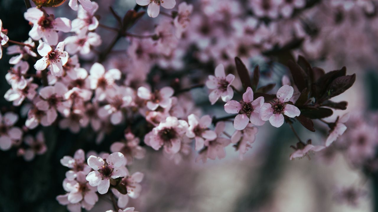 Download wallpaper 1280x720 flowers, branch, bloom, spring hd, hdv ...