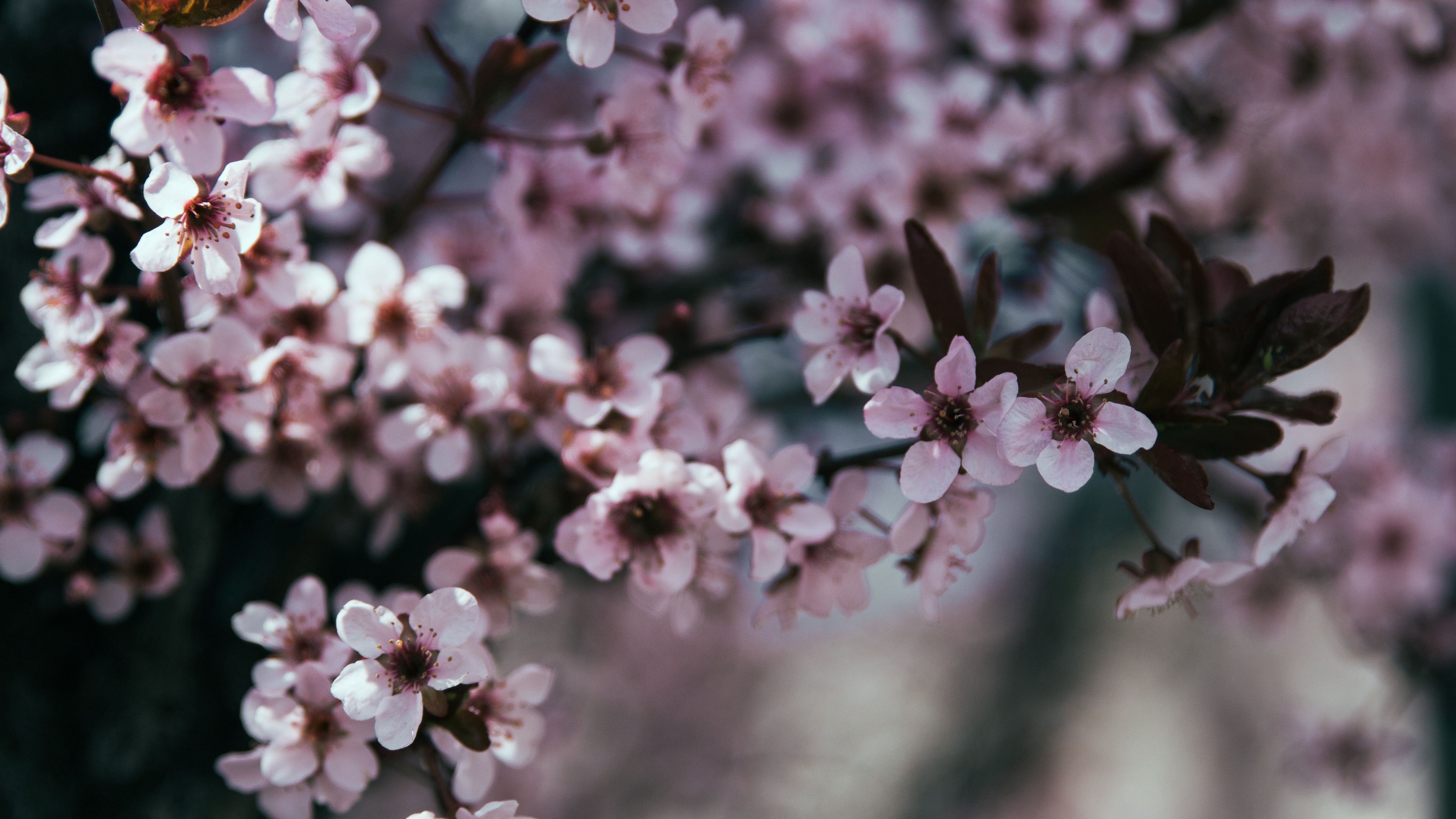 Download wallpaper 3840x2160 flowers, branch, bloom, spring 4k uhd 16:9 ...