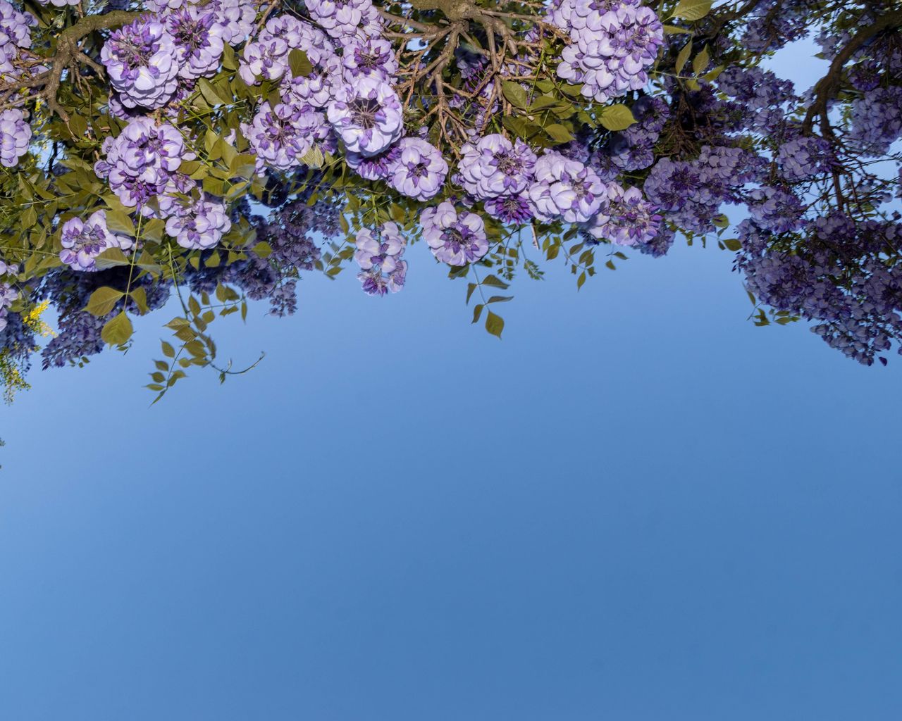 Download wallpaper 1280x1024 flowers, branches, leaves, blue background ...