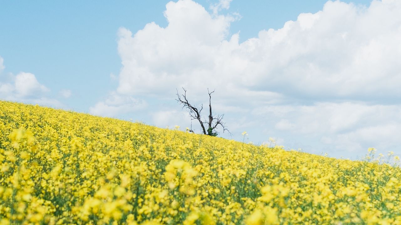 Wallpaper flowers, field, tree, nature, landscape hd, picture, image