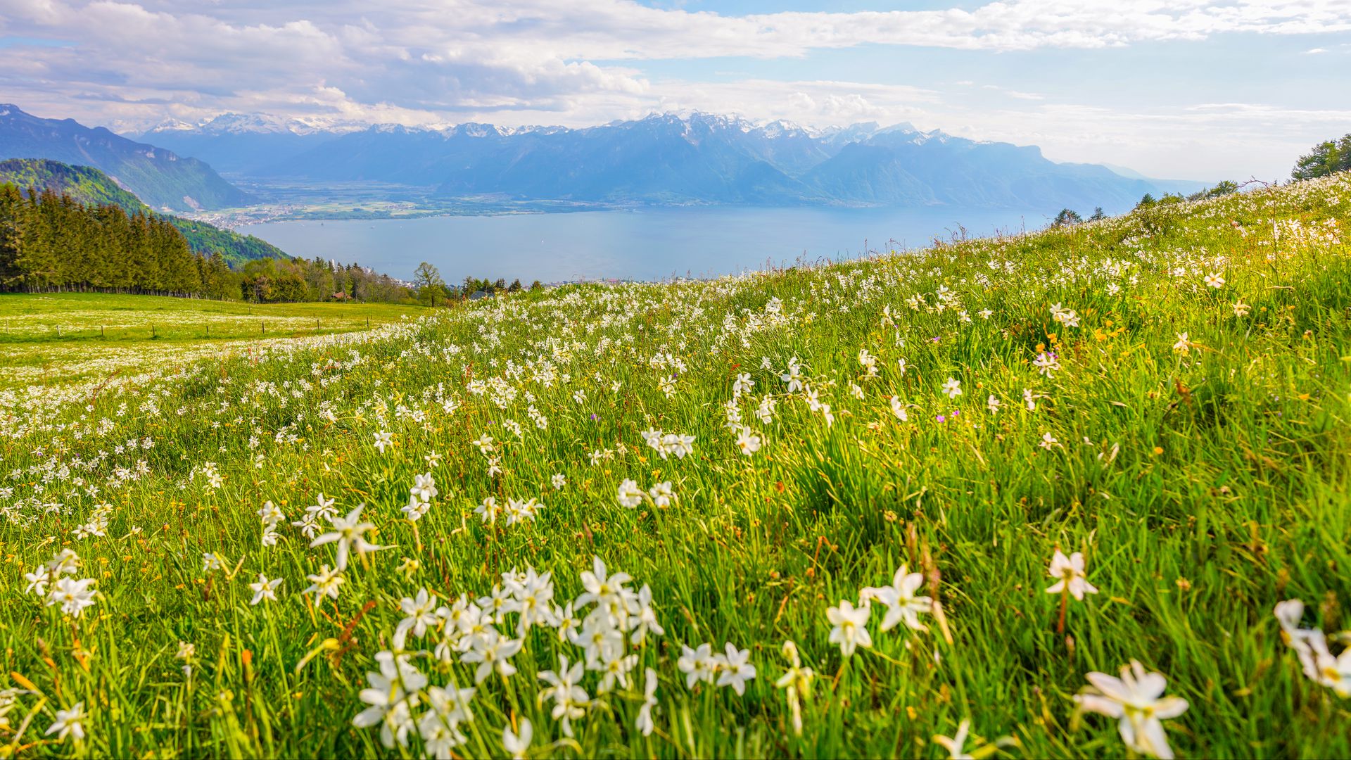 Download wallpaper 1920x1080 flowers, grass, field, sky full hd, hdtv ...