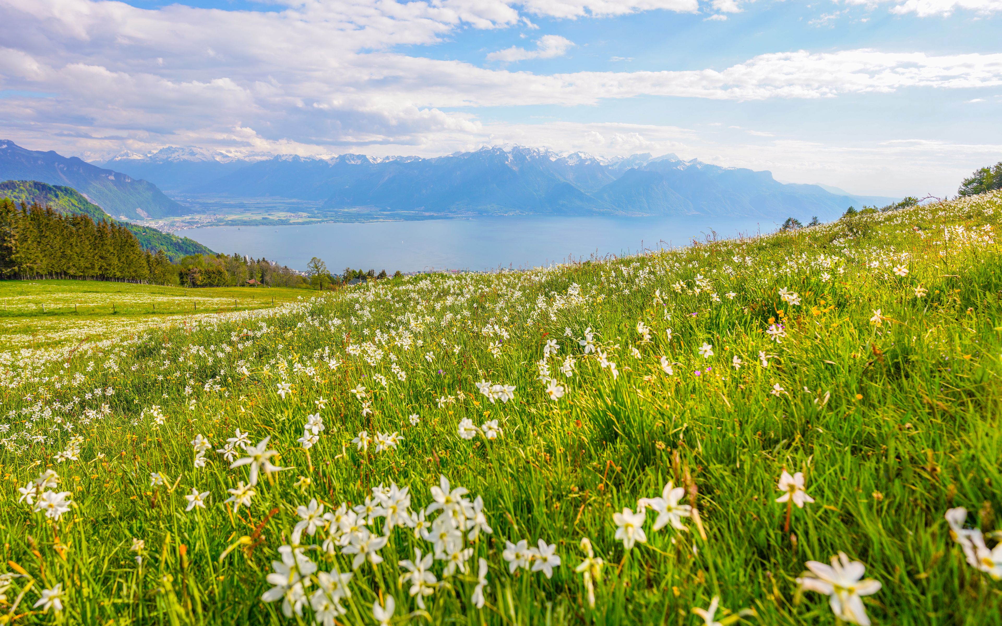 Download wallpaper 3840x2400 flowers, grass, field, sky 4k ultra hd 16: ...
