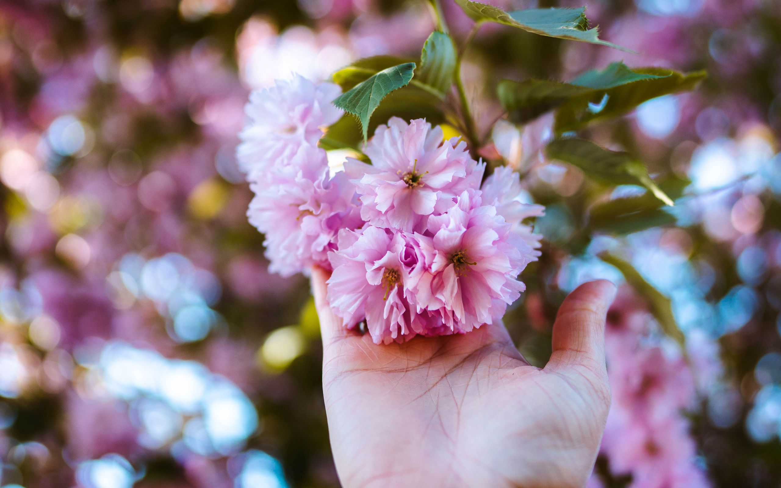 Download wallpaper 2560x1600 flowers, hand, branch, pink, plant ...