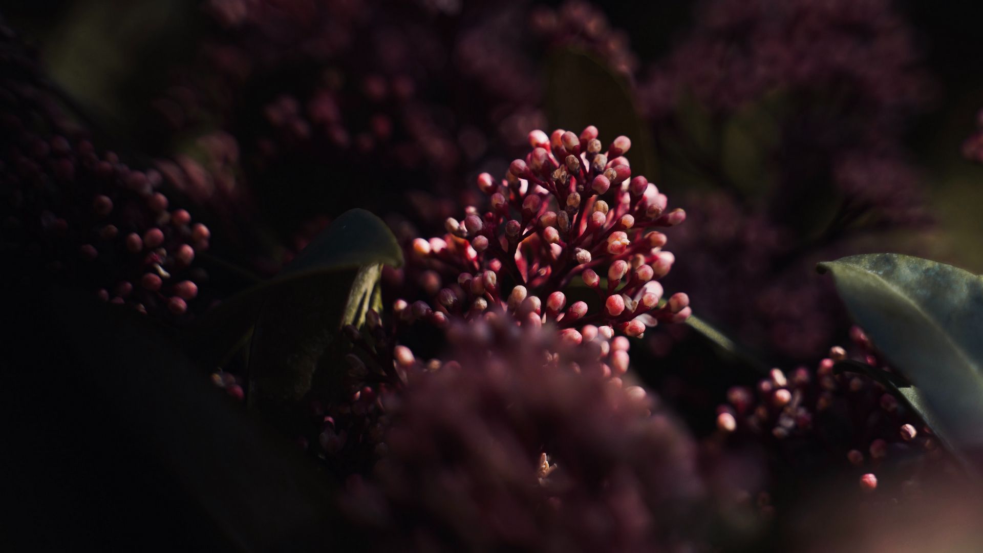 Download wallpaper 1920x1080 flowers, leaves, macro, spring full hd ...