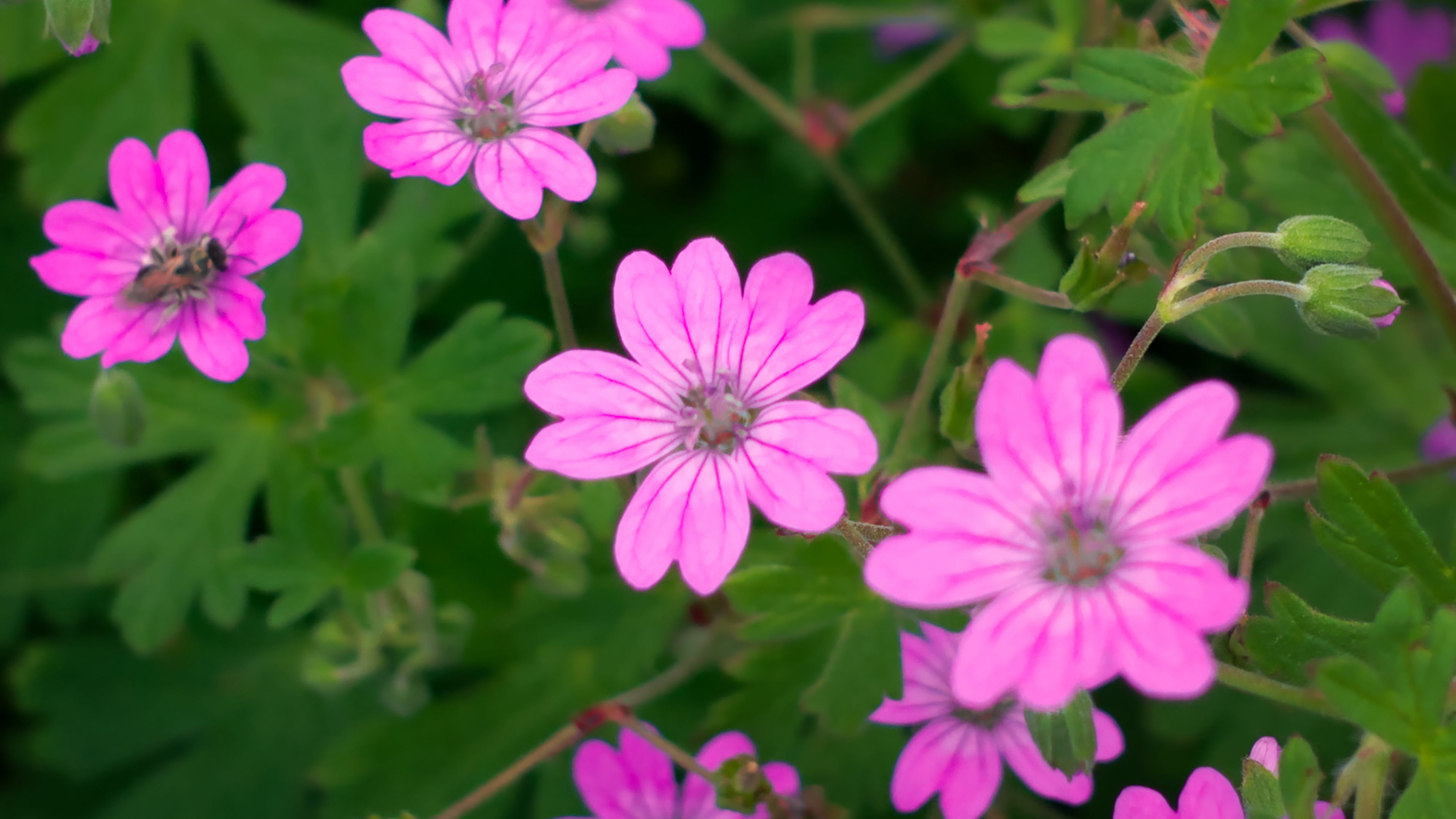 Download wallpaper 3840x2160 flowers, petals, pink, plant, macro 4k uhd ...