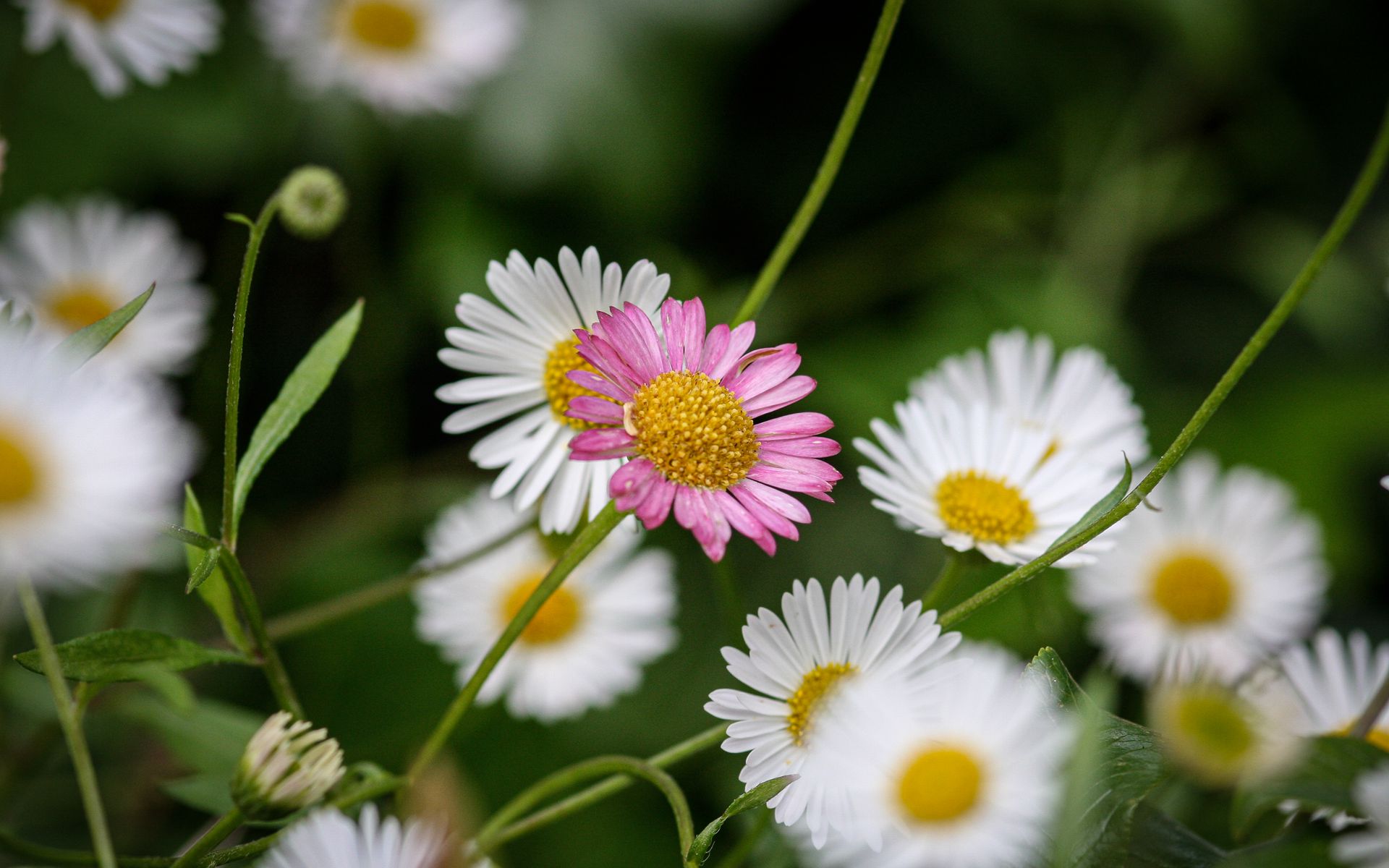 Download wallpaper 1920x1200 flowers, petals, plants, garden widescreen ...