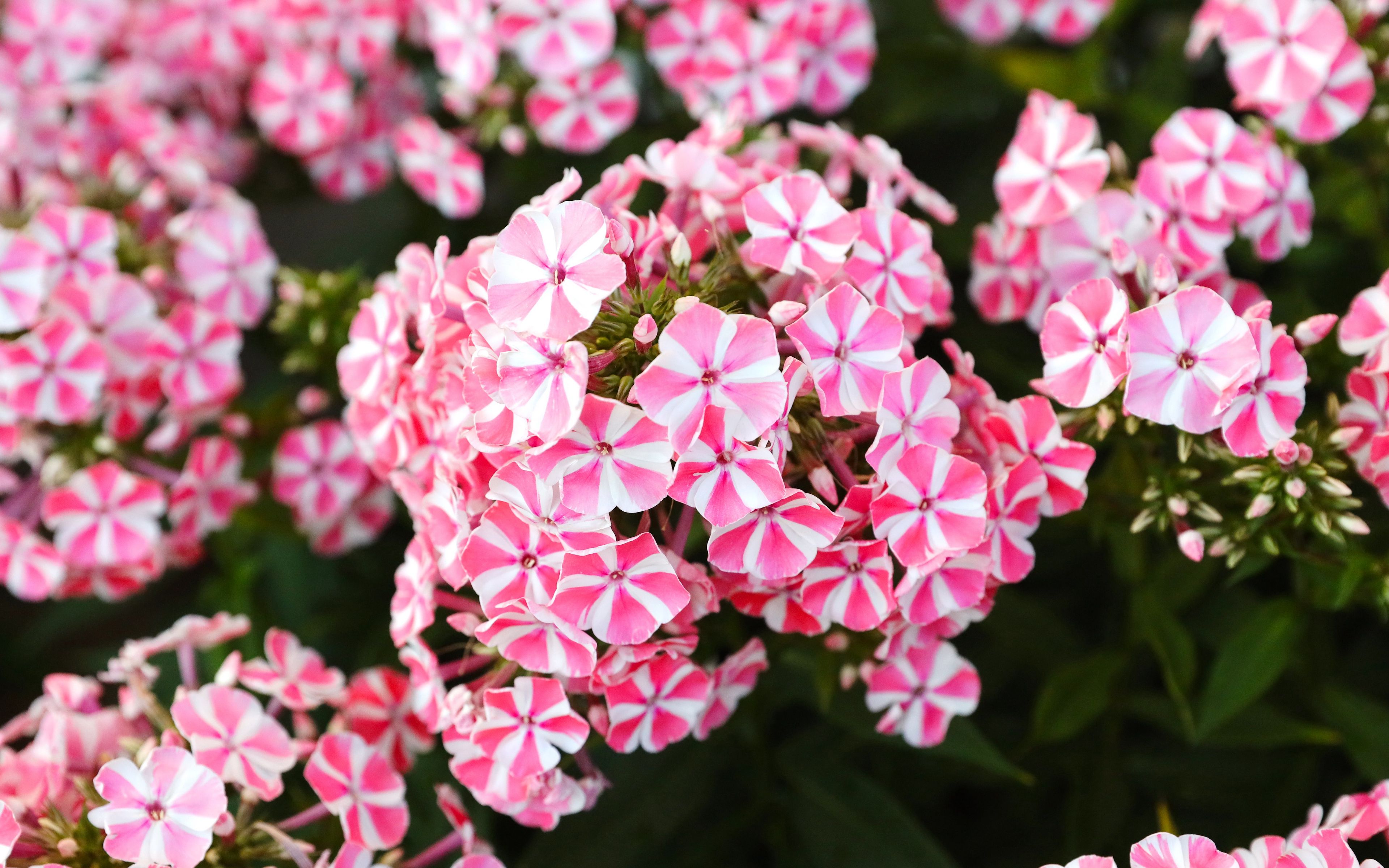 Download wallpaper 3840x2400 flowers, plant, pink, macro 4k ultra hd 16 ...