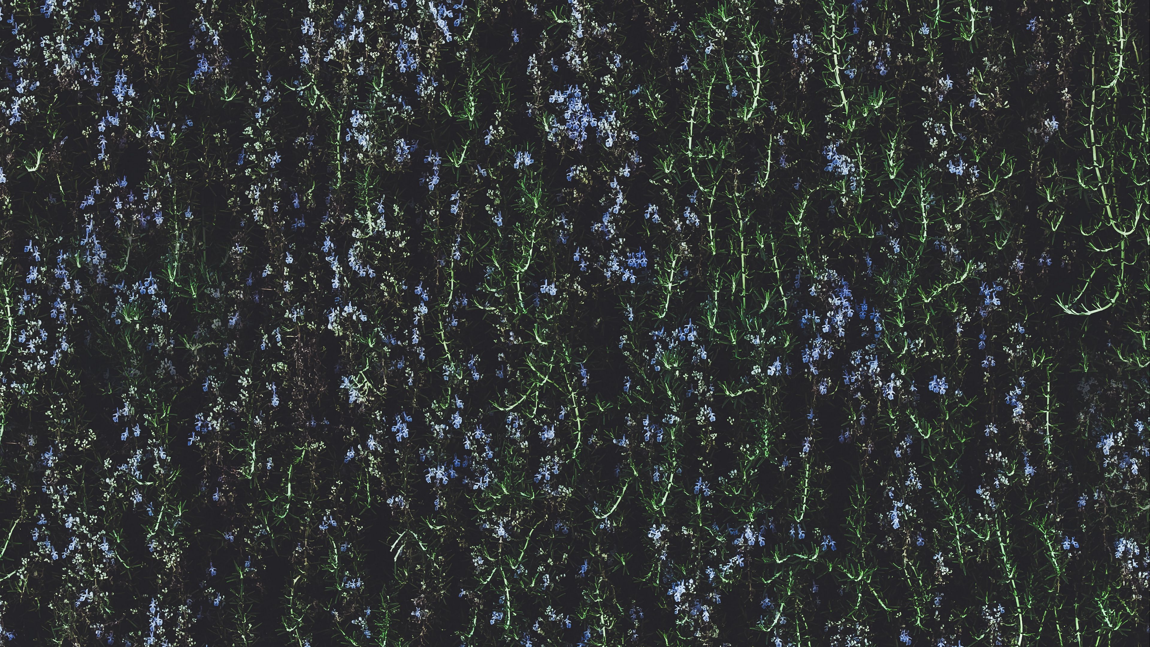 Download wallpaper 3840x2160 flowers, plant, vegetation, thickets 4k ...