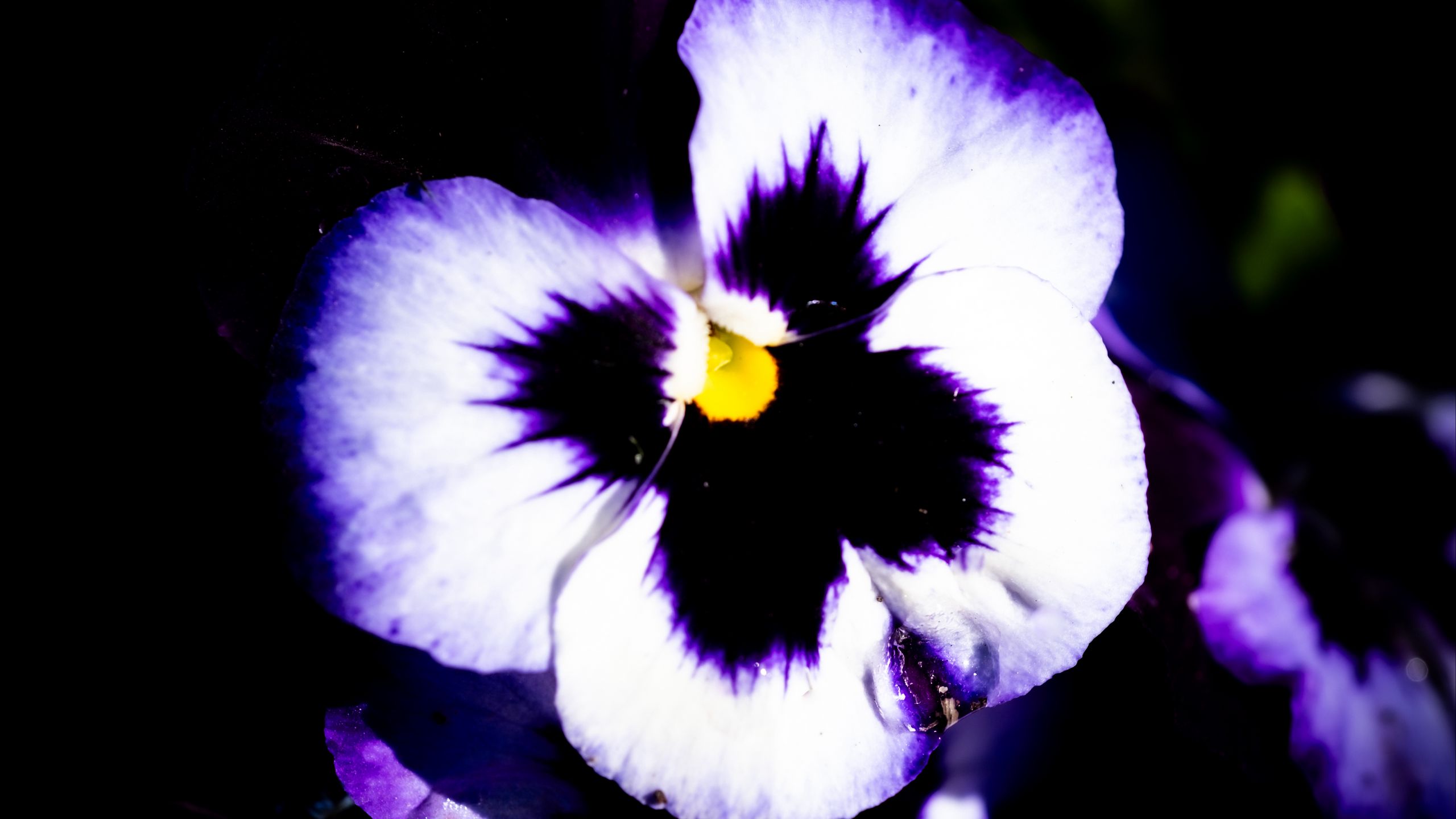 Download wallpaper 2560x1440 flowers, purple, petals, dark, macro ...