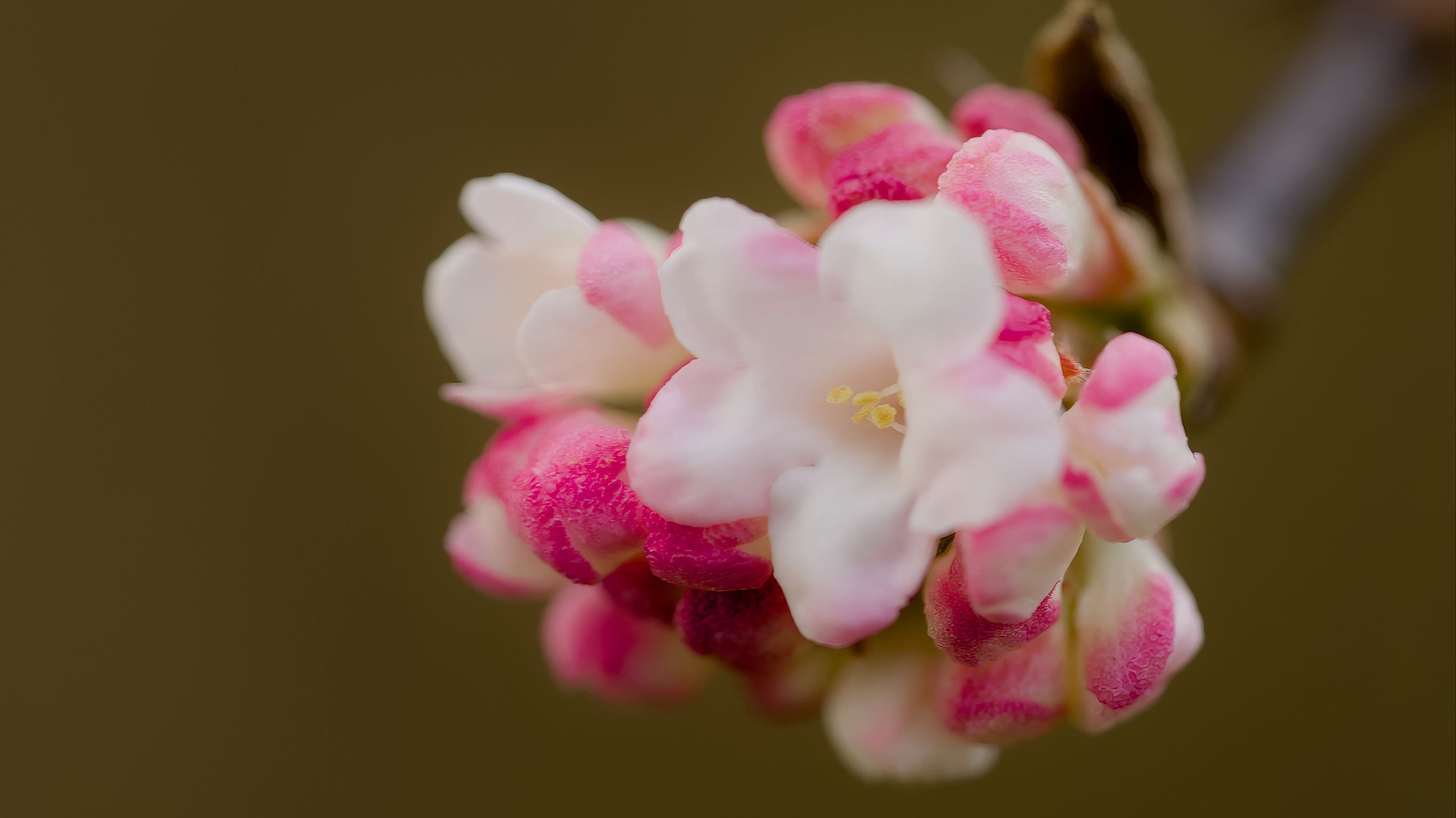 Download wallpaper 2560x1440 flowers, spring, inflorescence, pink ...