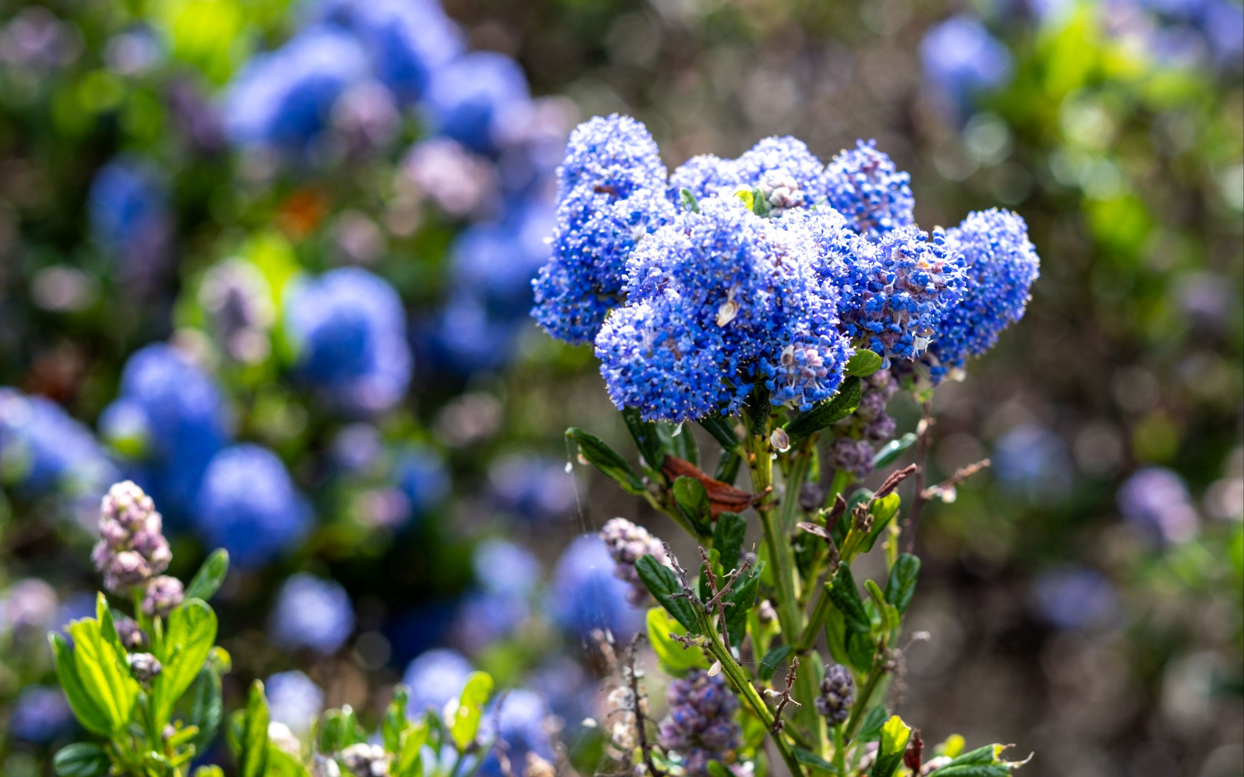 Download wallpaper 2560x1600 flowers, stems, leaves, blur, purple ...
