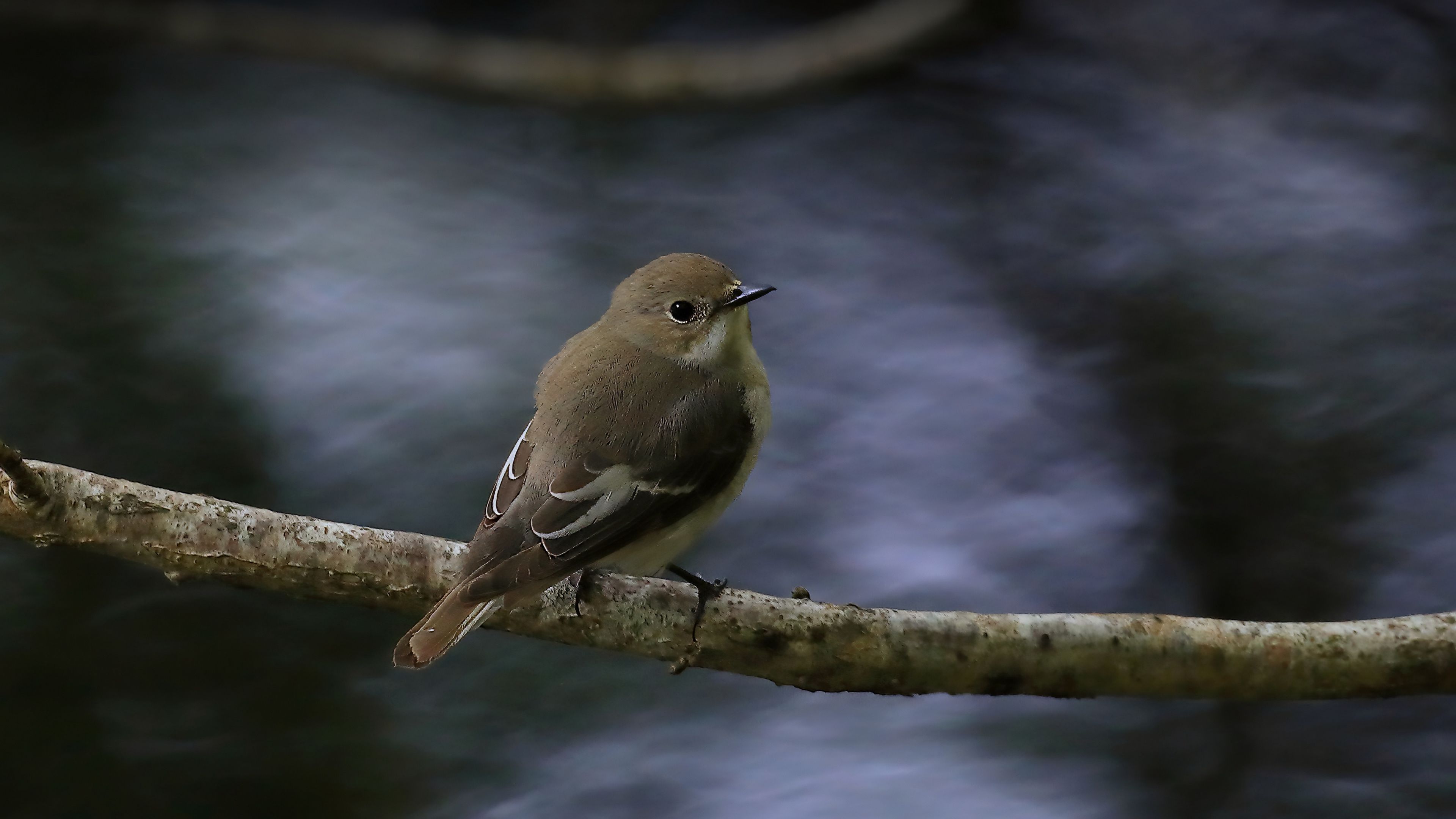 Download wallpaper 3840x2160 flycatcher, bird, wildlife, branch 4k uhd ...