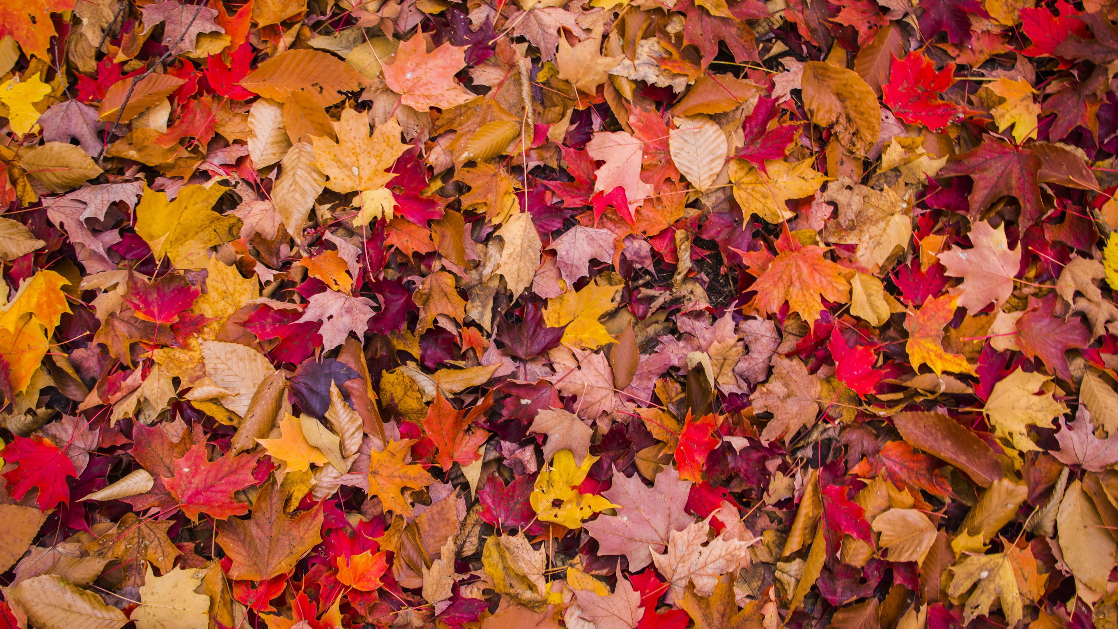Download wallpaper 3840x2160 foliage, leaves, autumn, macro 4k uhd 16:9 ...