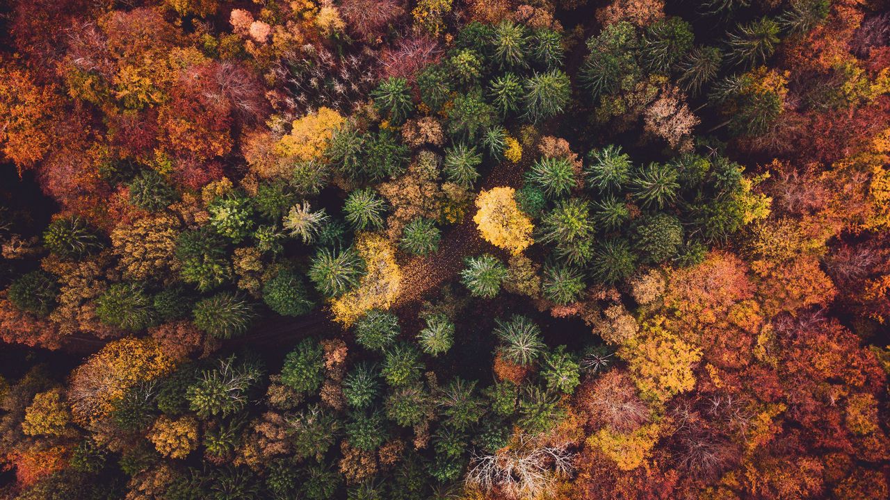 Wallpaper forest, aerial view, autumn, trees hd, picture, image