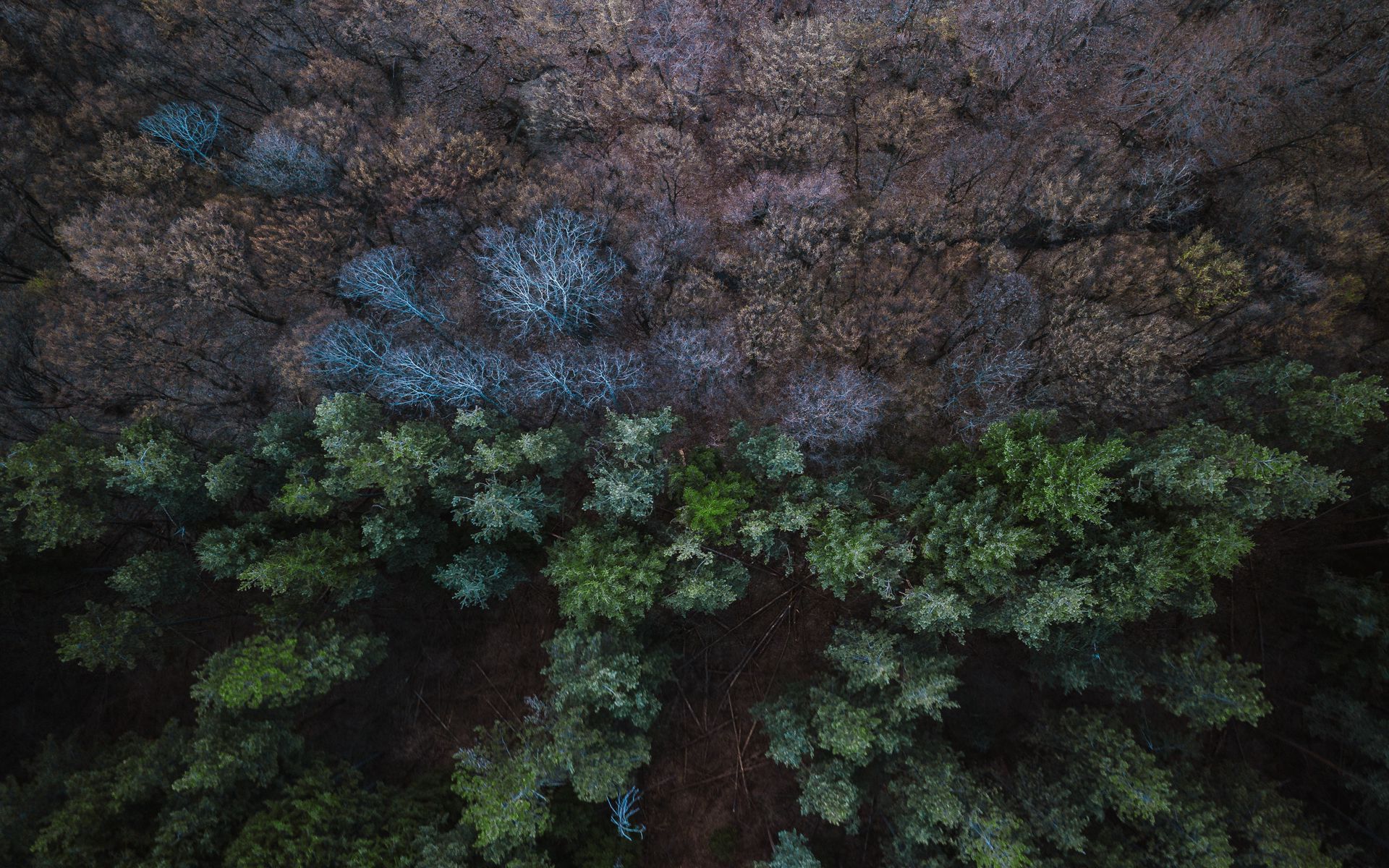 Download wallpaper 1920x1200 forest, aerial view, balance widescreen 16 ...