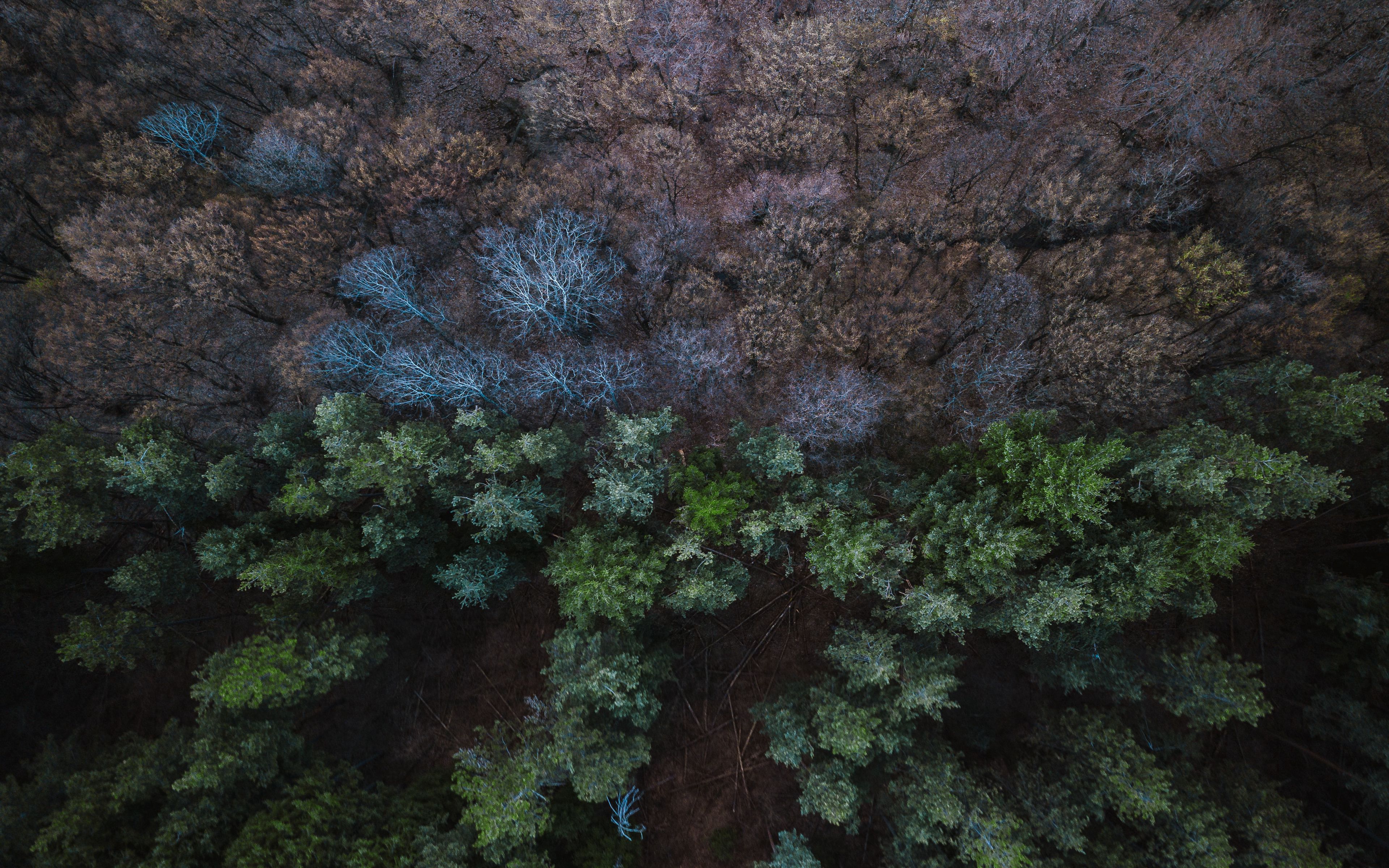 Download wallpaper 3840x2400 forest, aerial view, balance 4k ultra hd ...