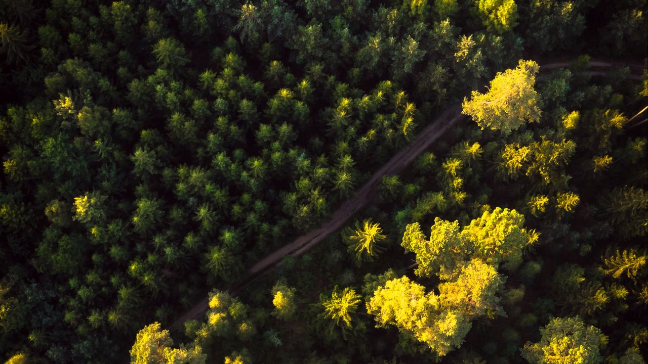 Wallpaper forest, aerial view, road, trees hd, picture, image