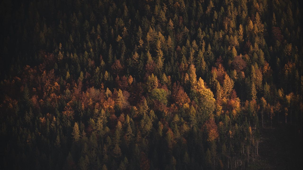 Wallpaper forest, aerial view, shadow, trees, dark hd, picture, image