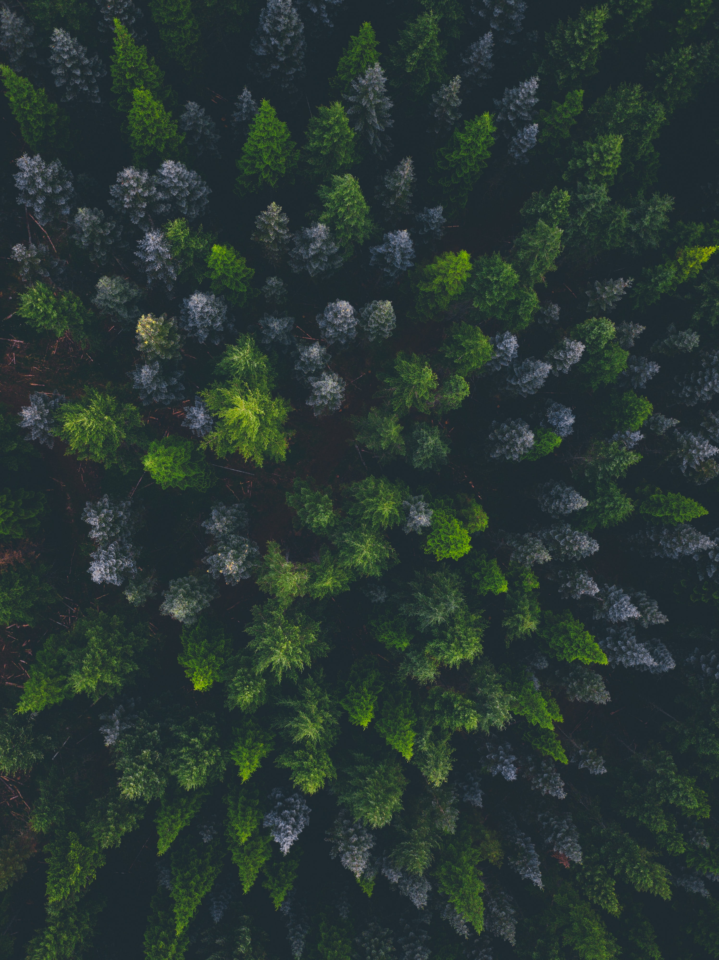 Download wallpaper 2992x3992 forest, aerial view, spruce, dark hd ...