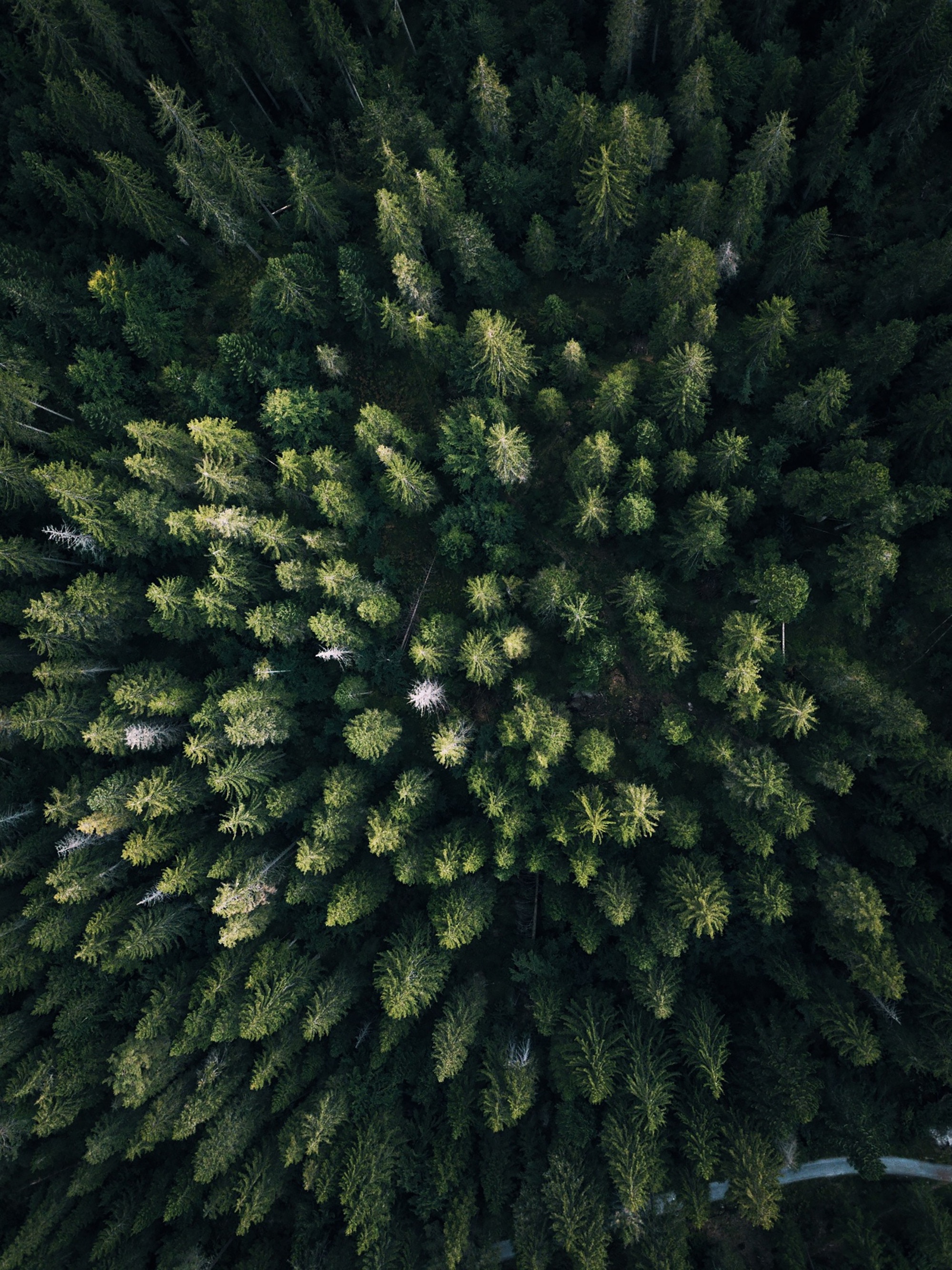 Download wallpaper 2000x2668 forest, aerial view, trees, green ...