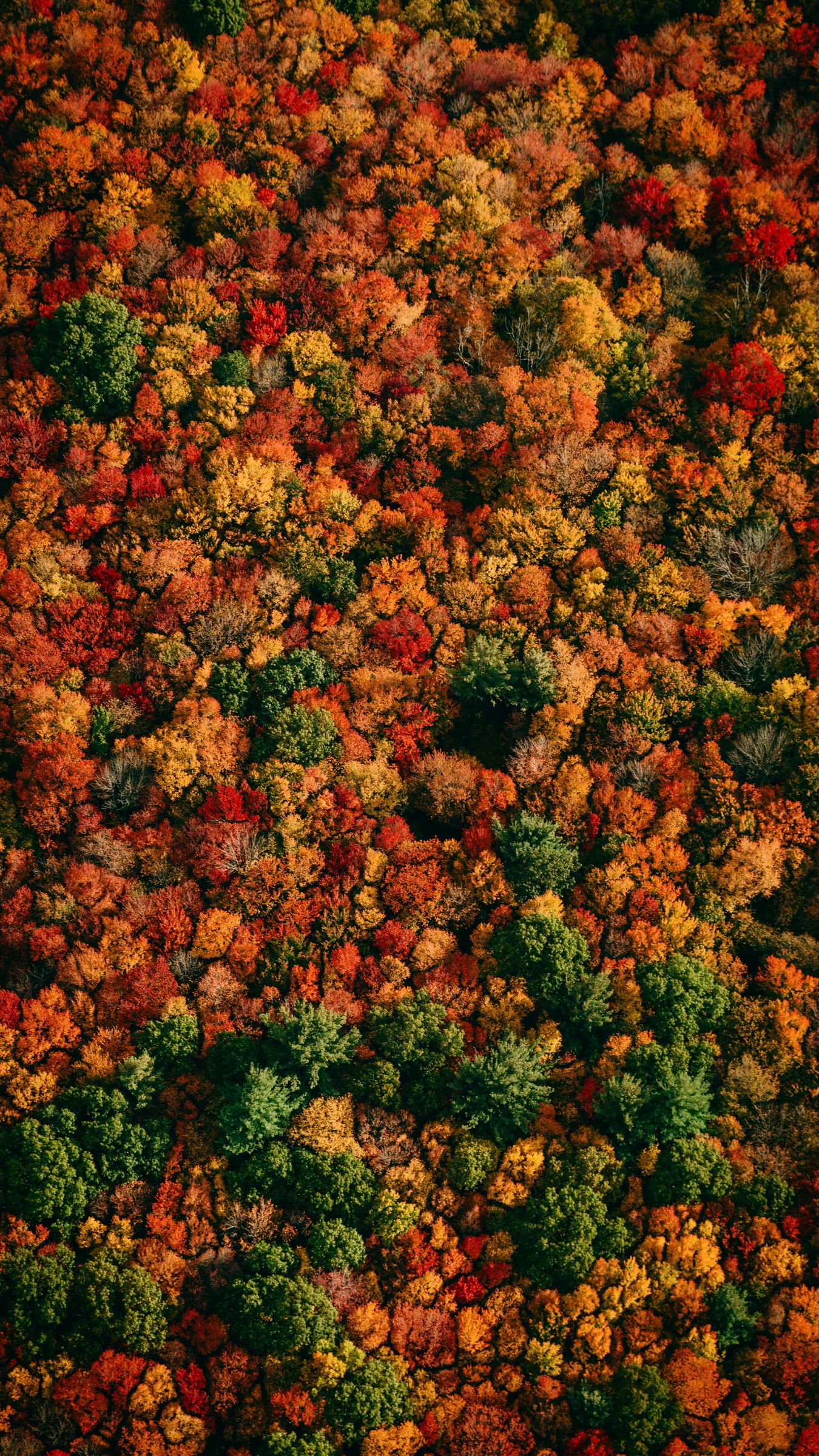 Download wallpaper 1350x2400 forest, aerial view, trees, autumn ...