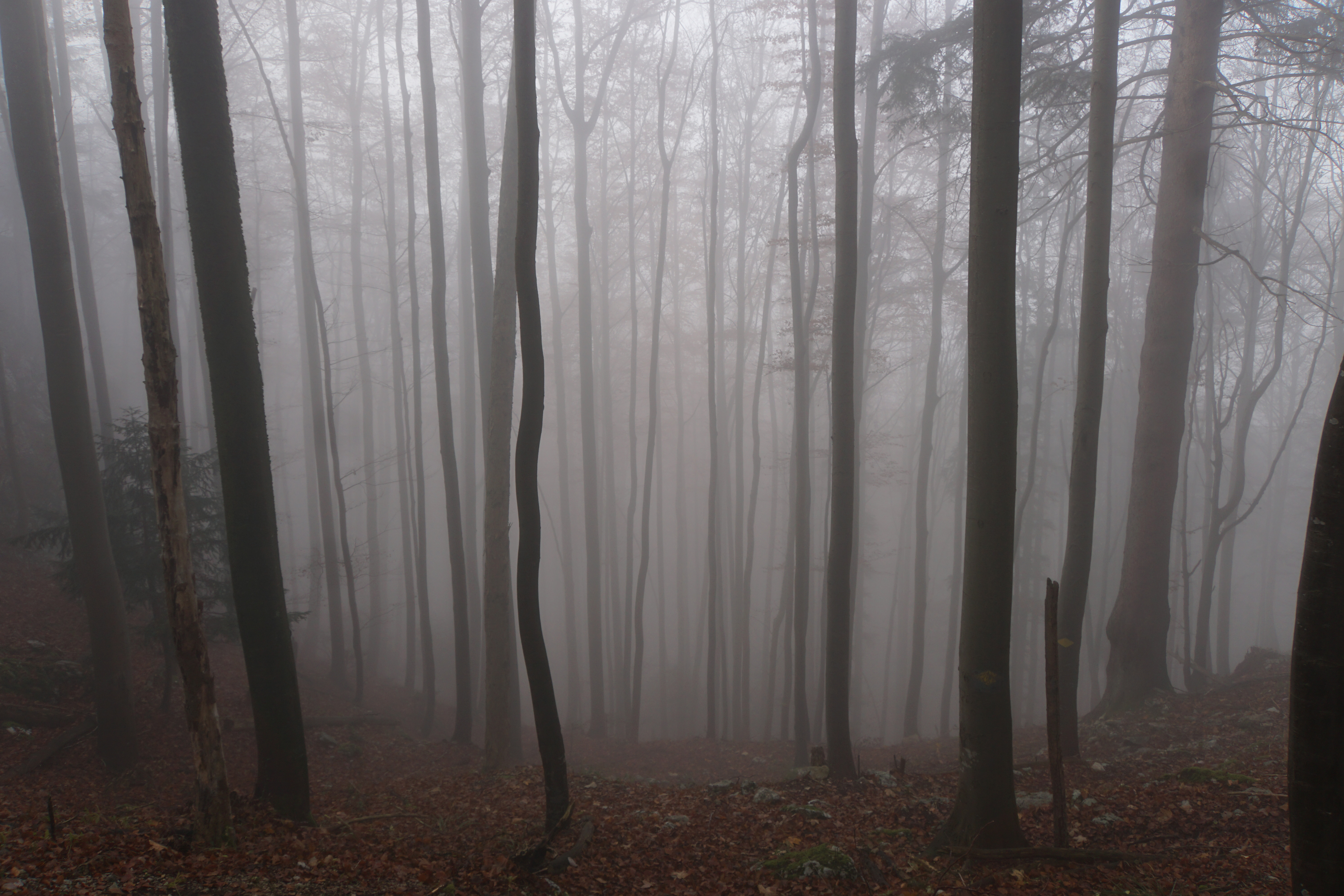 Download wallpaper 6000x4000 forest, autumn, darkness, trees, fog hd ...