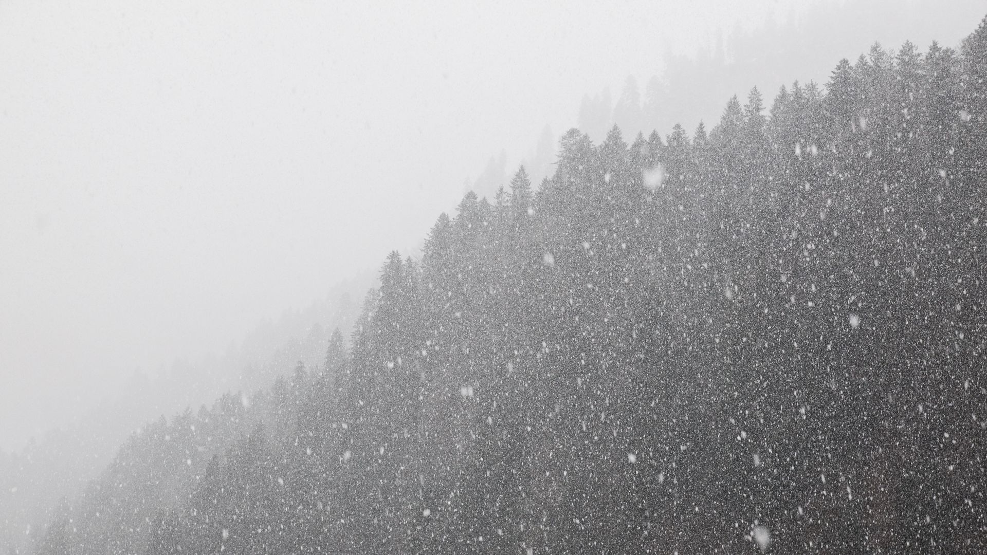 Download wallpaper 1920x1080 forest, snowstorm, bw, winter, snow full ...