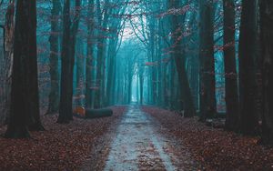 Wallpaper forest, path, fog, snow, nature hd, picture, image