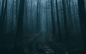 Wallpaper forest, path, fog, nature, autumn hd, picture, image