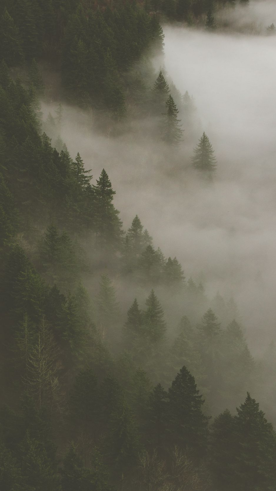Download wallpaper 938x1668 forest, fog, smoke, trees iphone 8/7/6s/6 ...