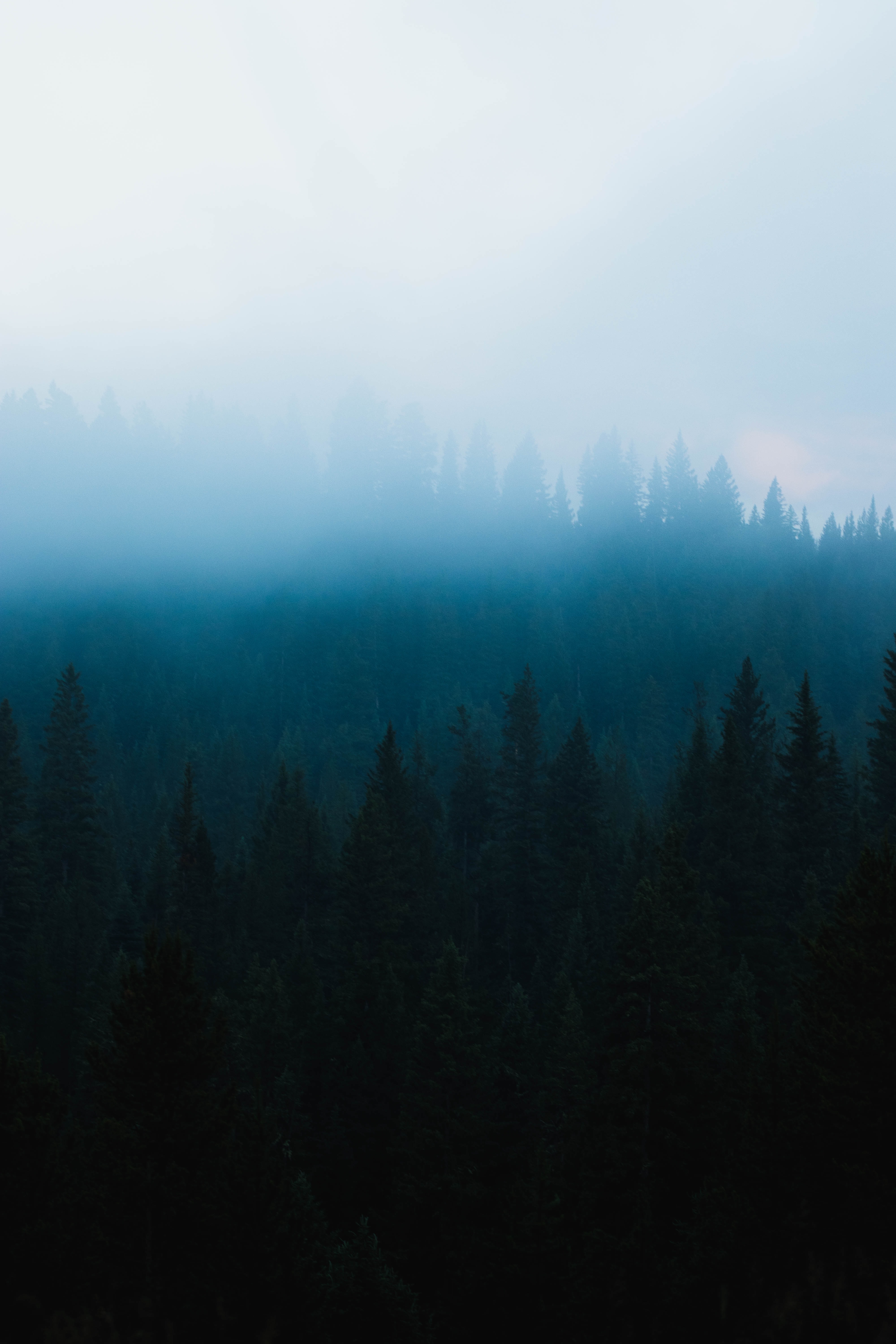 Download wallpaper 4000x6000 forest, fog, spruce, trees, darkness hd ...