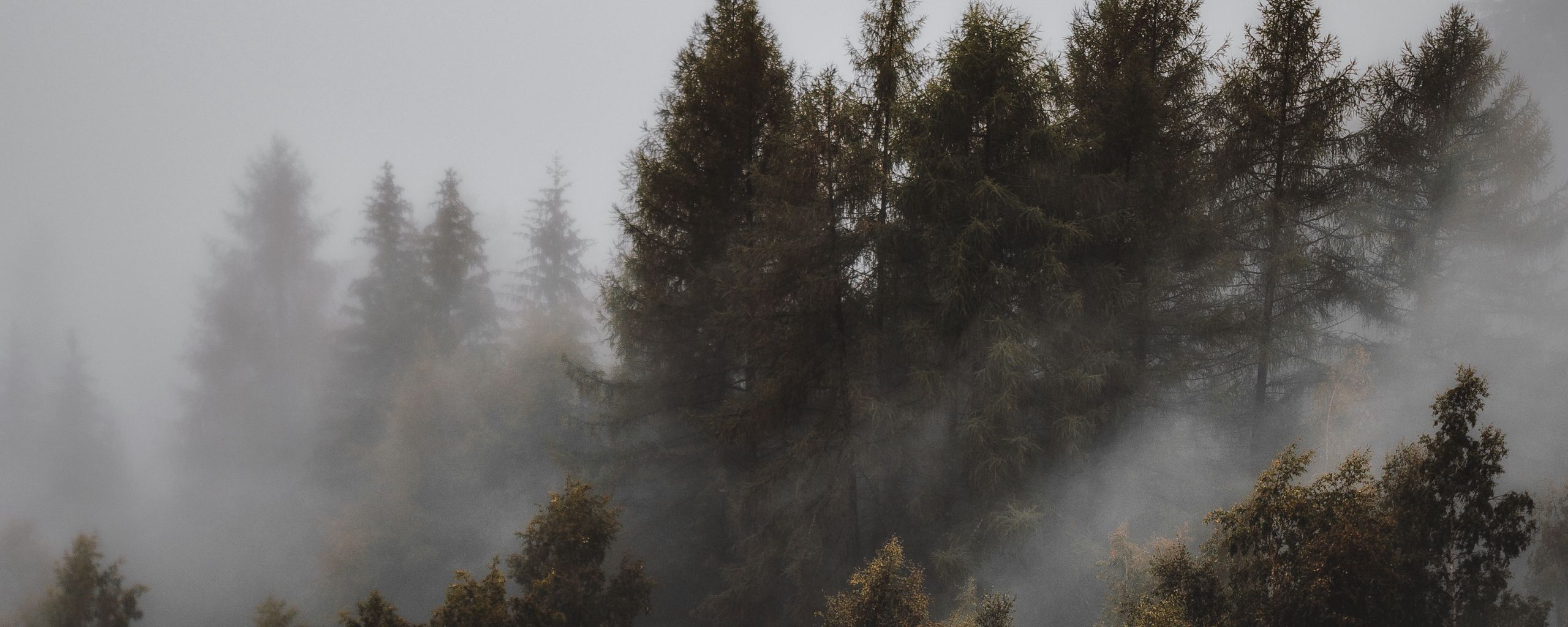 Download wallpaper 2560x1024 forest, fog, trees, landscape, gloomy ... Download wallpaper 2560x1024 forest, fog, trees, landscape, gloomy ...