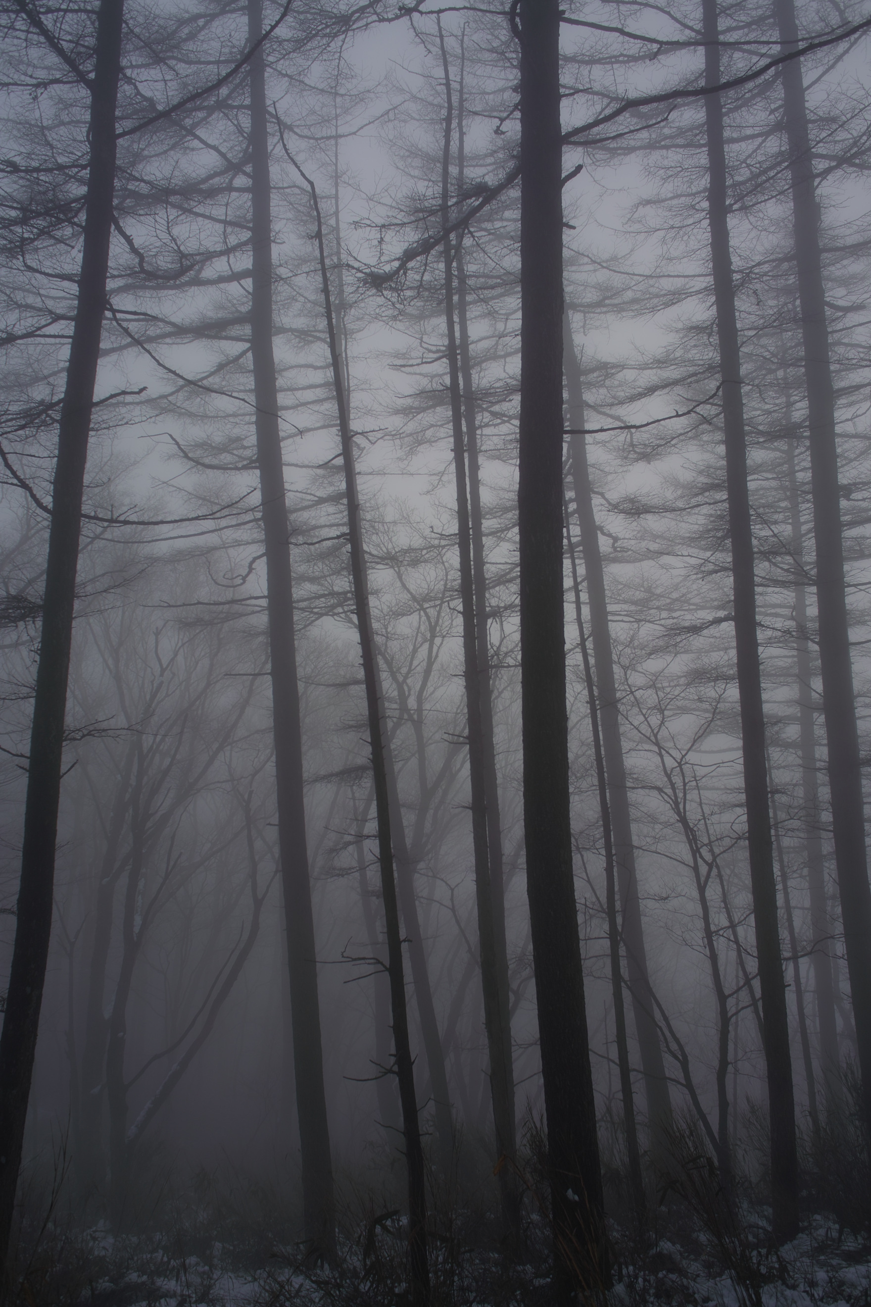 Download wallpaper 1760x2640 forest, fog, trees, trunks, dark hd background