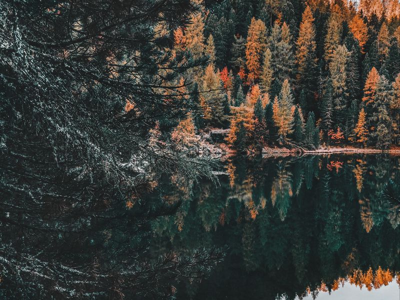 Download wallpaper 800x600 forest, lake, trees, water, reflection ...