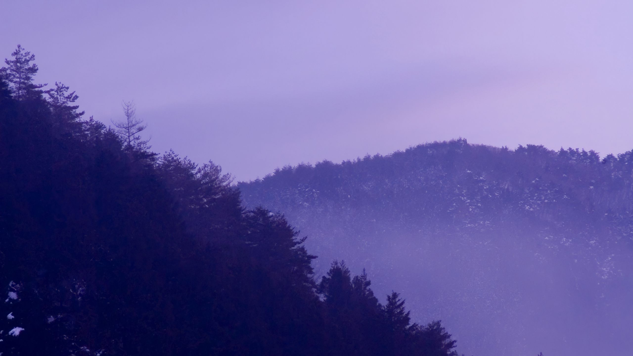 Download wallpaper 2560x1440 forest, mountains, trees, nature ...