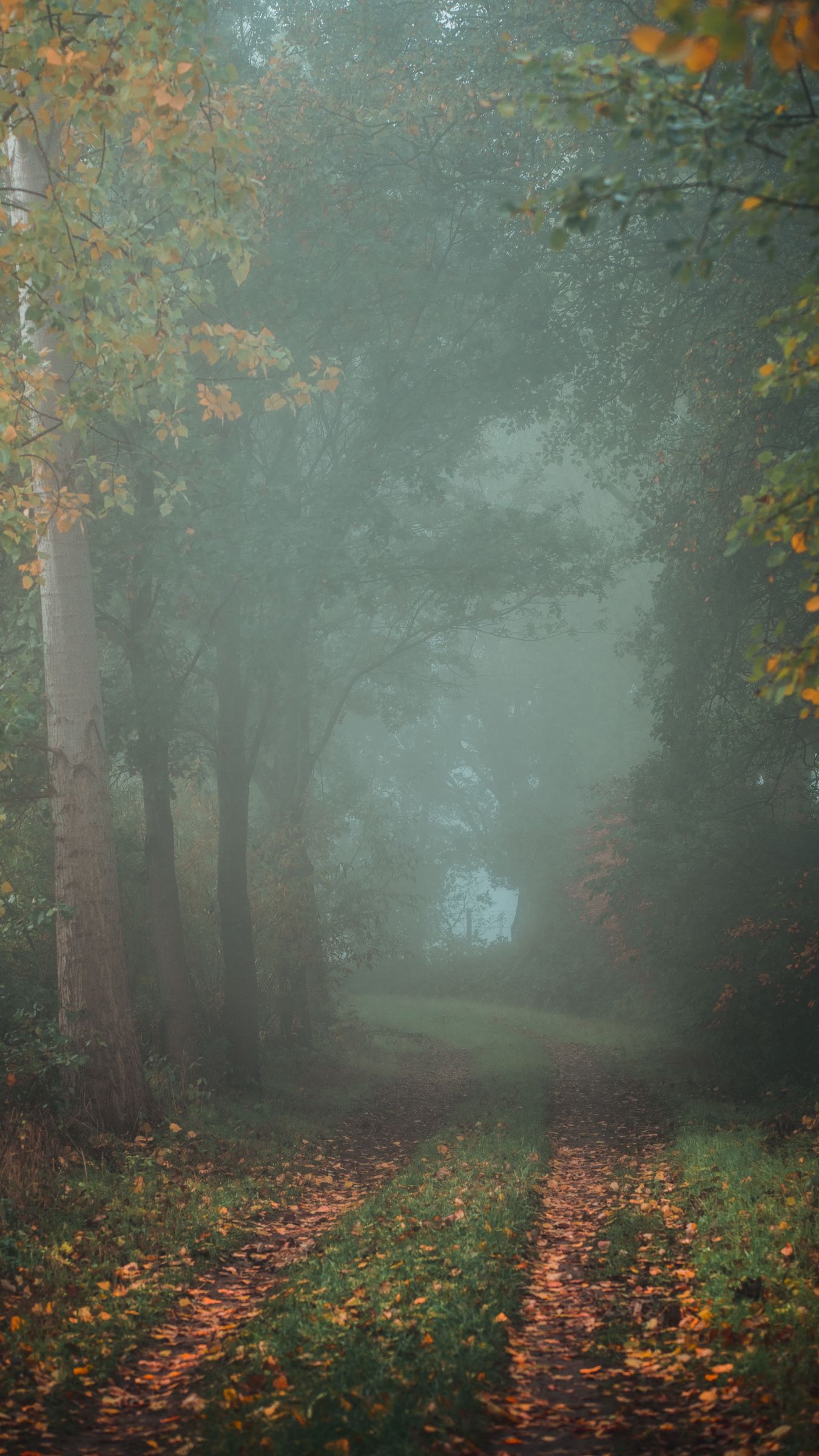 Download wallpaper 1350x2400 forest, path, fog, autumn iphone 8+/7+/6s ...