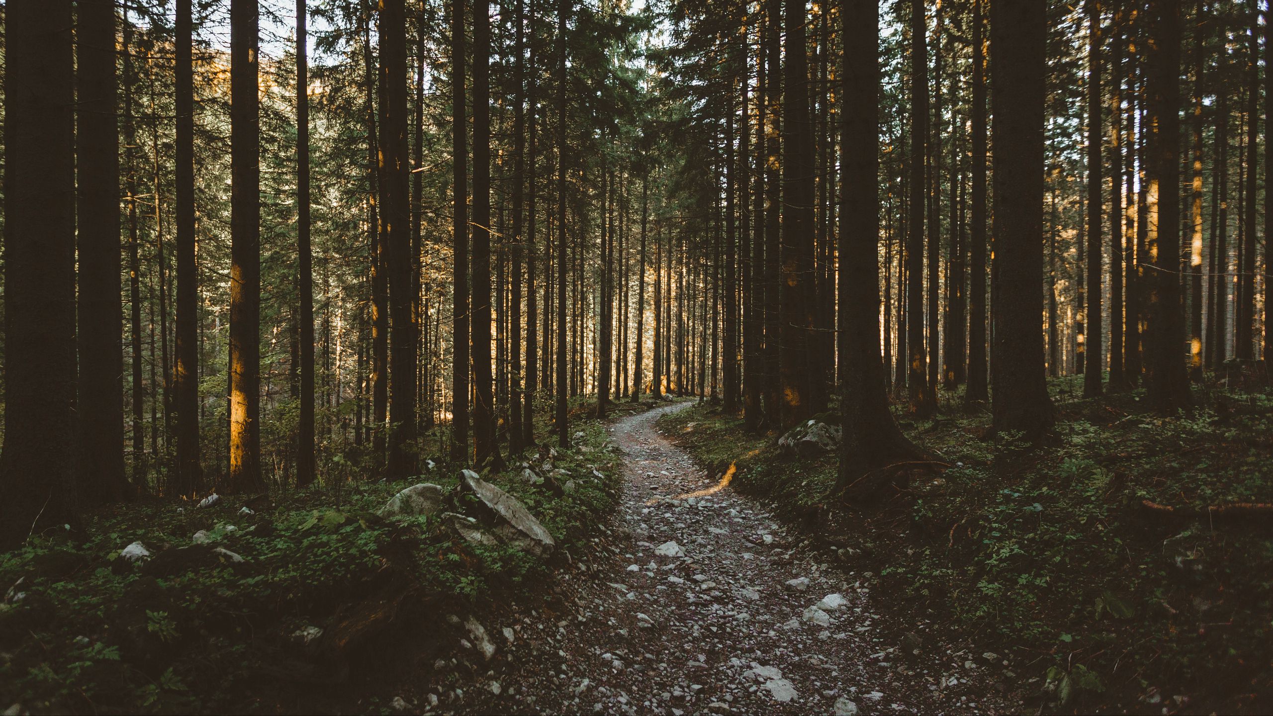 Download wallpaper 2560x1440 forest, pathway, trees, sunlight ...
