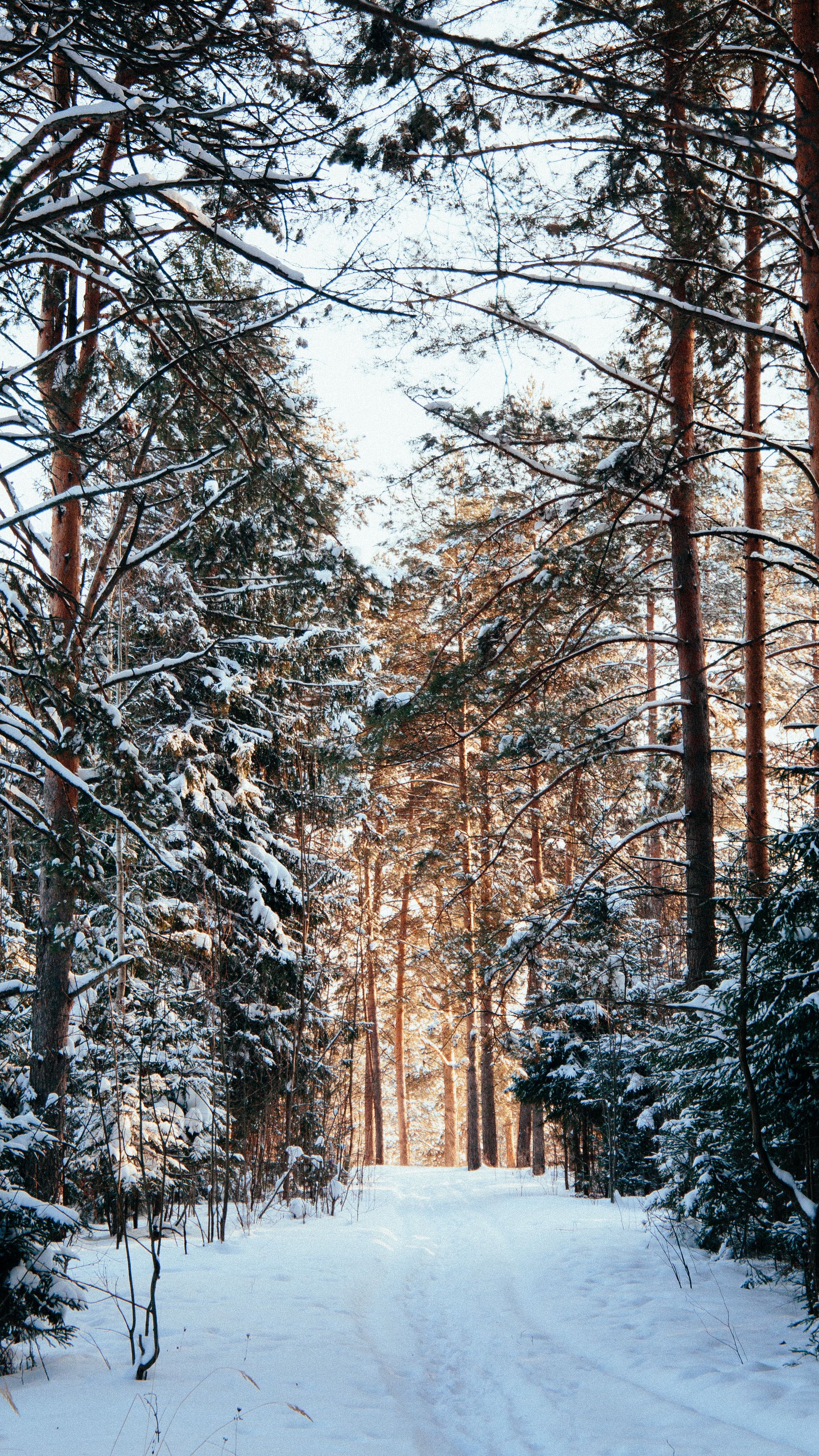 Download wallpaper 2160x3840 forest, pines, trees, snow, path, winter ...