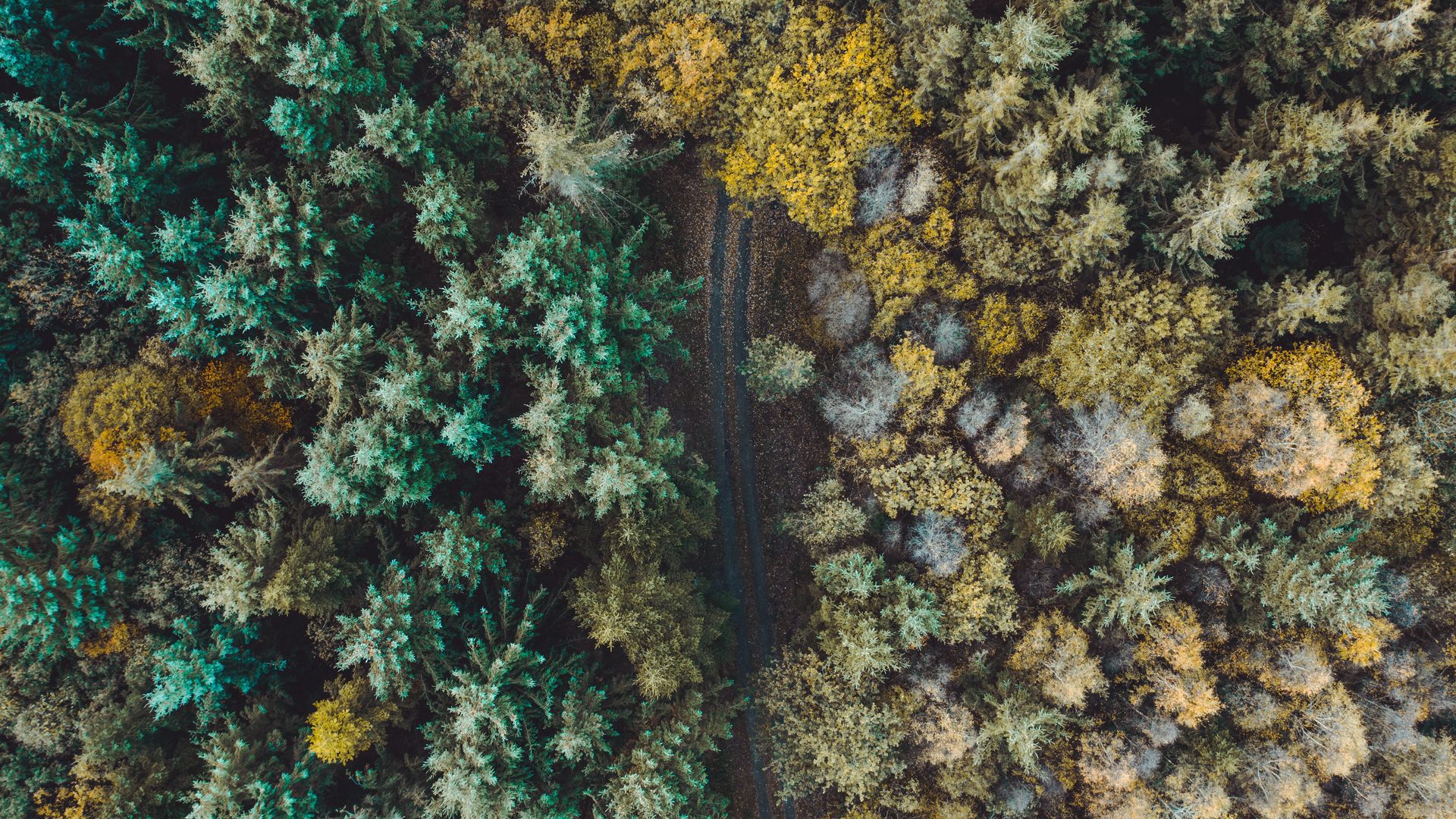 Download wallpaper 1920x1080 forest, road, aerial view, trees, overview ...