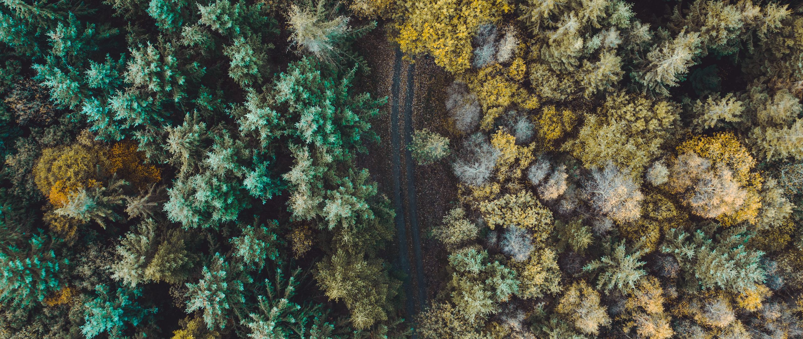 Download wallpaper 2560x1080 forest, road, aerial view, trees, overview ...