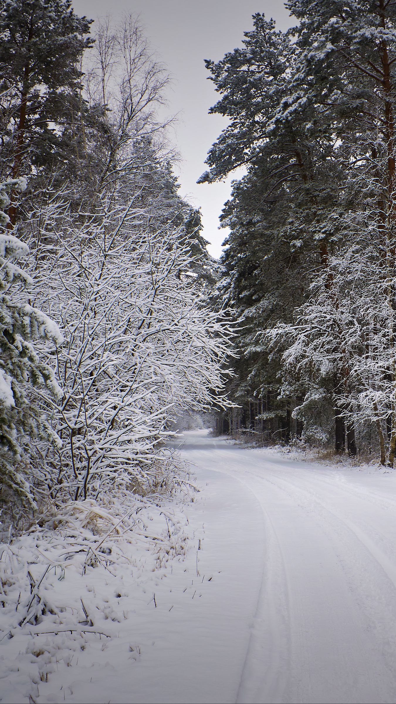 Download wallpaper 1350x2400 forest, road, snow, winter, snowy iphone 8 ...