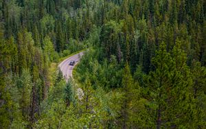 Wallpaper forest, road, view from above, trees, height hd, picture, image