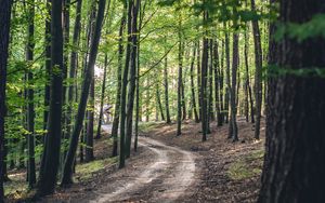 Wallpaper forest, road, view from above, trees, height hd, picture, image