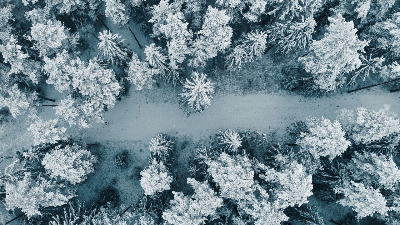 Wallpaper forest, snow, aerial view, trees, white hd, picture, image