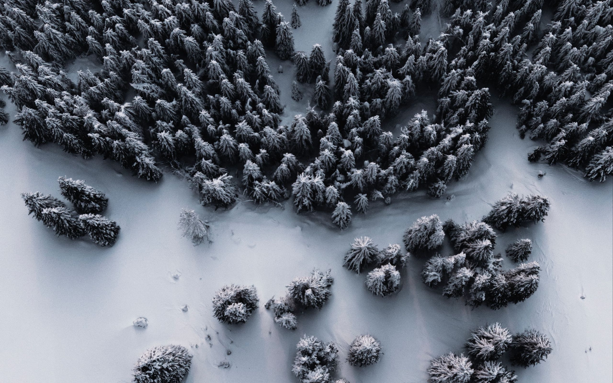 Download wallpaper 2560x1600 forest, snow, aerial view, winter, white ...