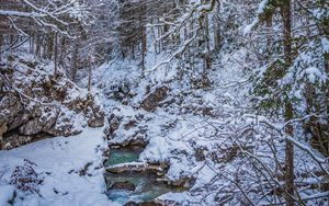 Wallpaper forest, stream, landscape hd, picture, image