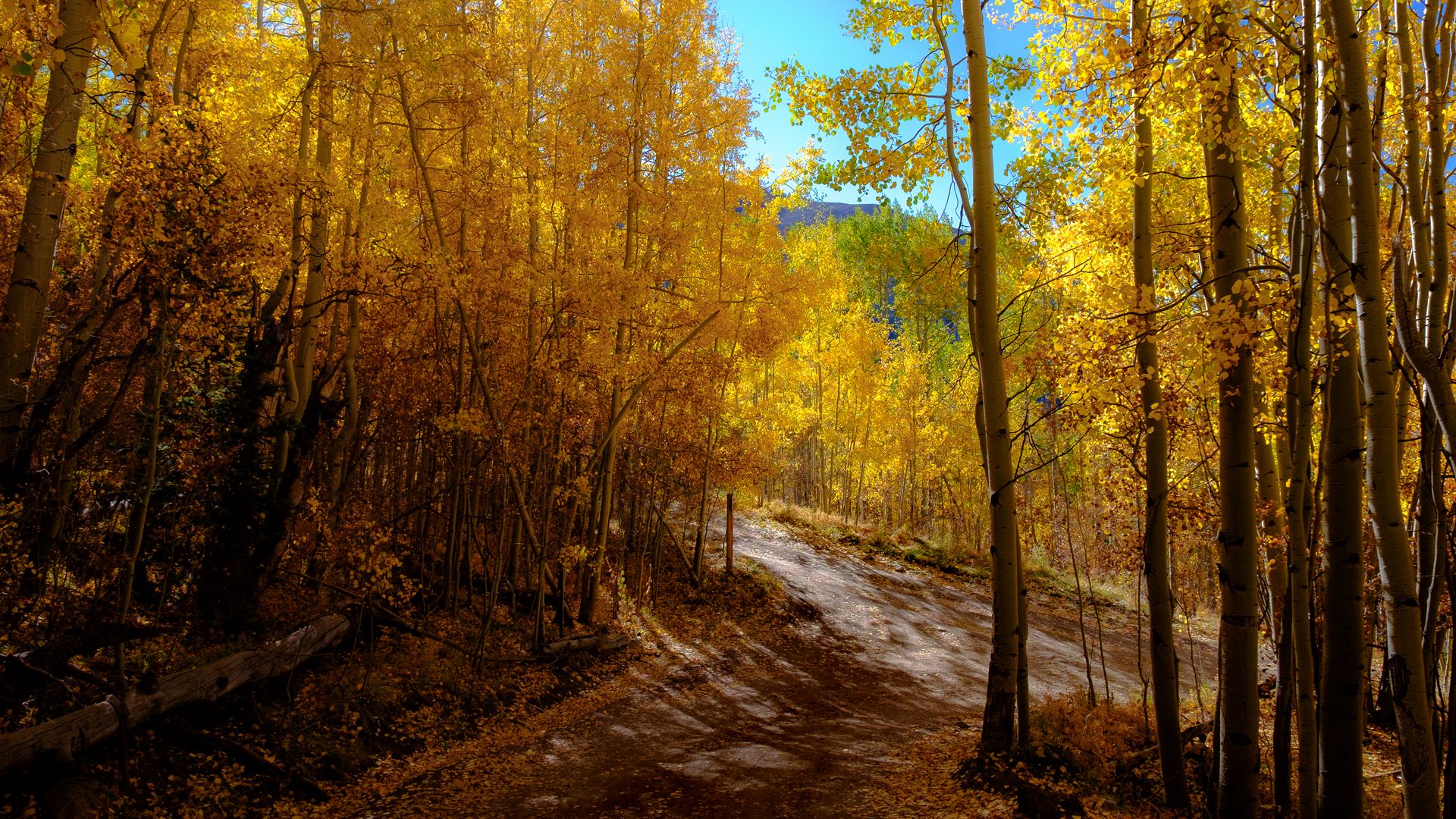 Download wallpaper 1920x1080 forest, trail, autumn, mountains ...